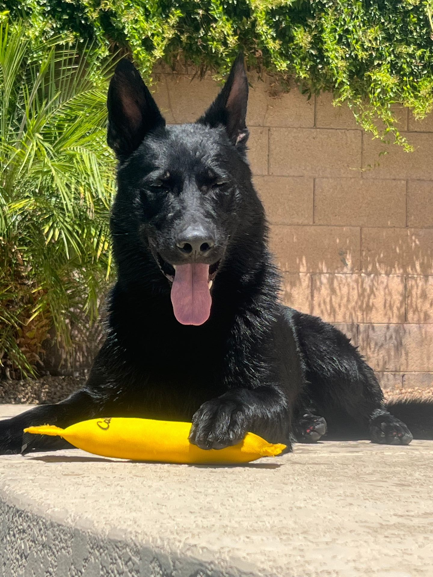 About Us - Cave Creek K9 | Dog Training | Rodd Proctor