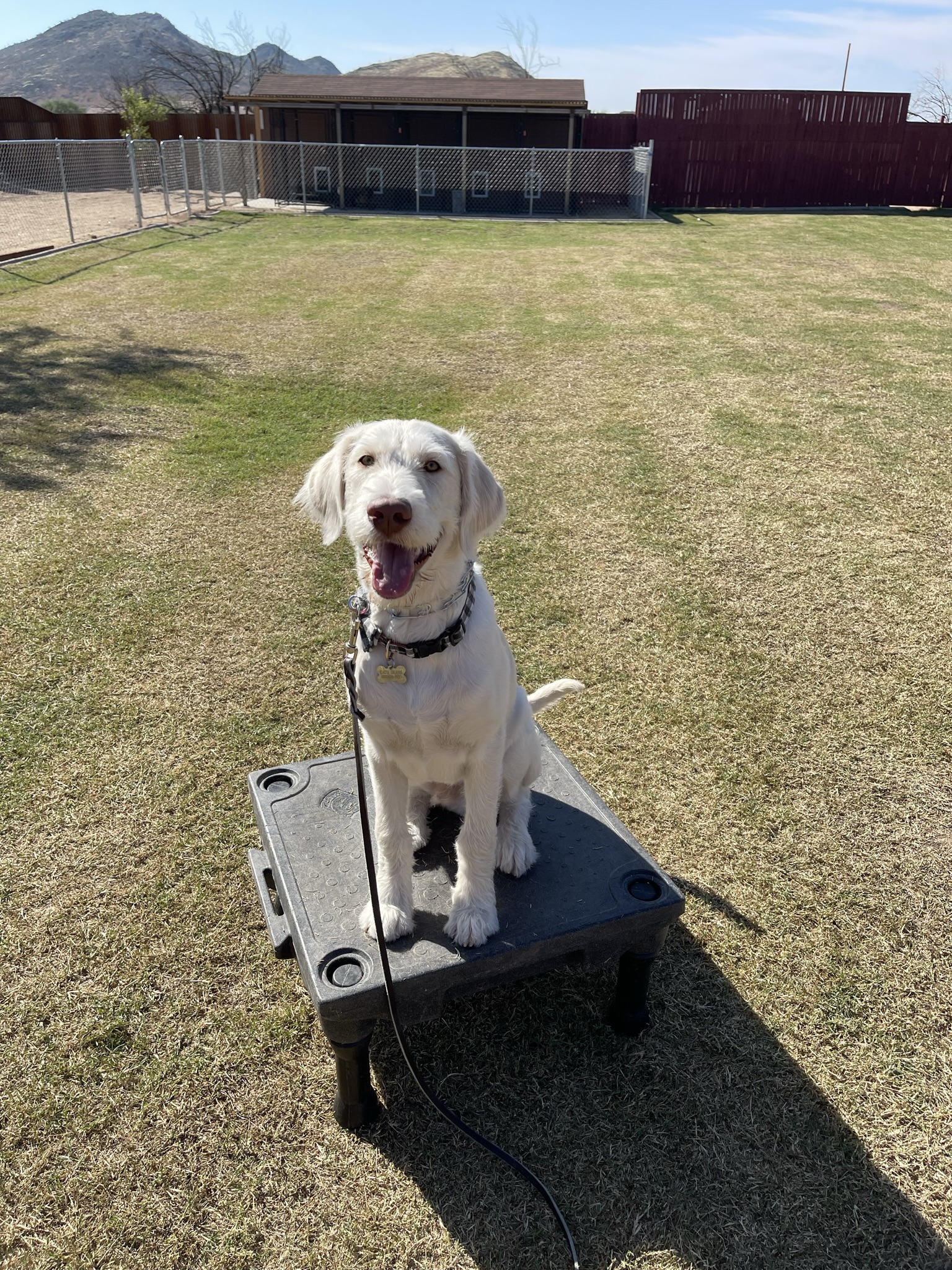 About Us - Cave Creek K9 | Dog Training | Rodd Proctor