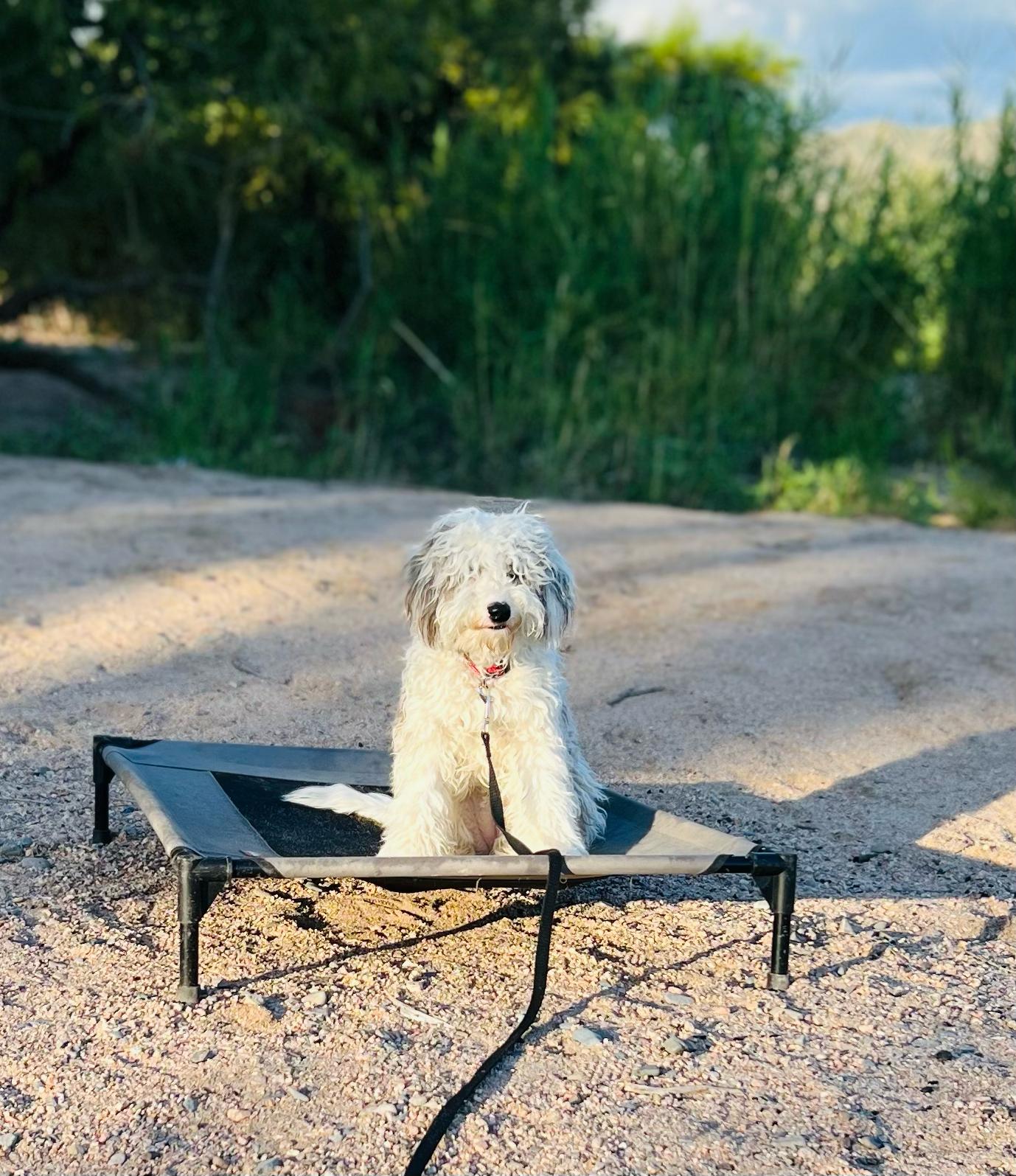 About Us - Cave Creek K9 | Dog Training | Rodd Proctor