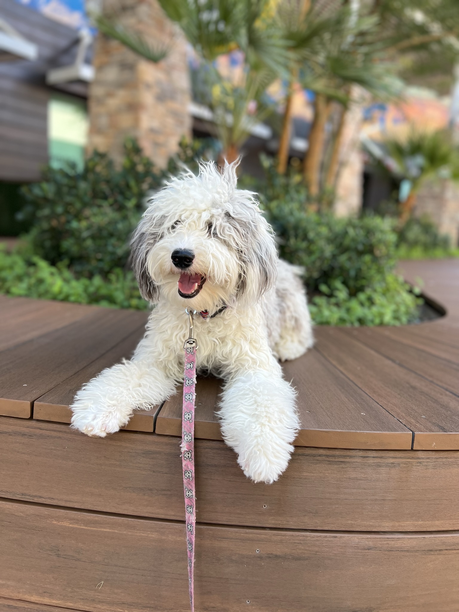 About Us - Cave Creek K9 | Dog Training | Rodd Proctor