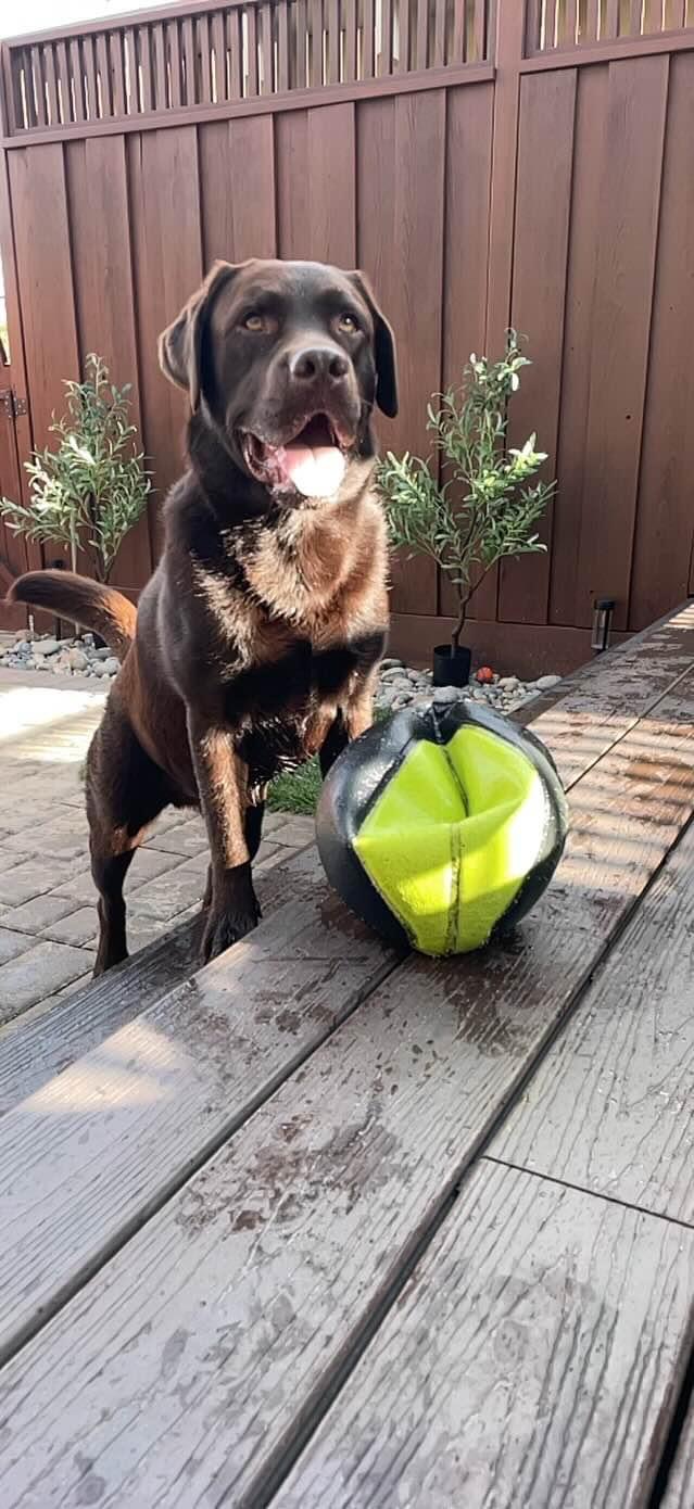 About Us - Cave Creek K9 | Dog Training | Rodd Proctor