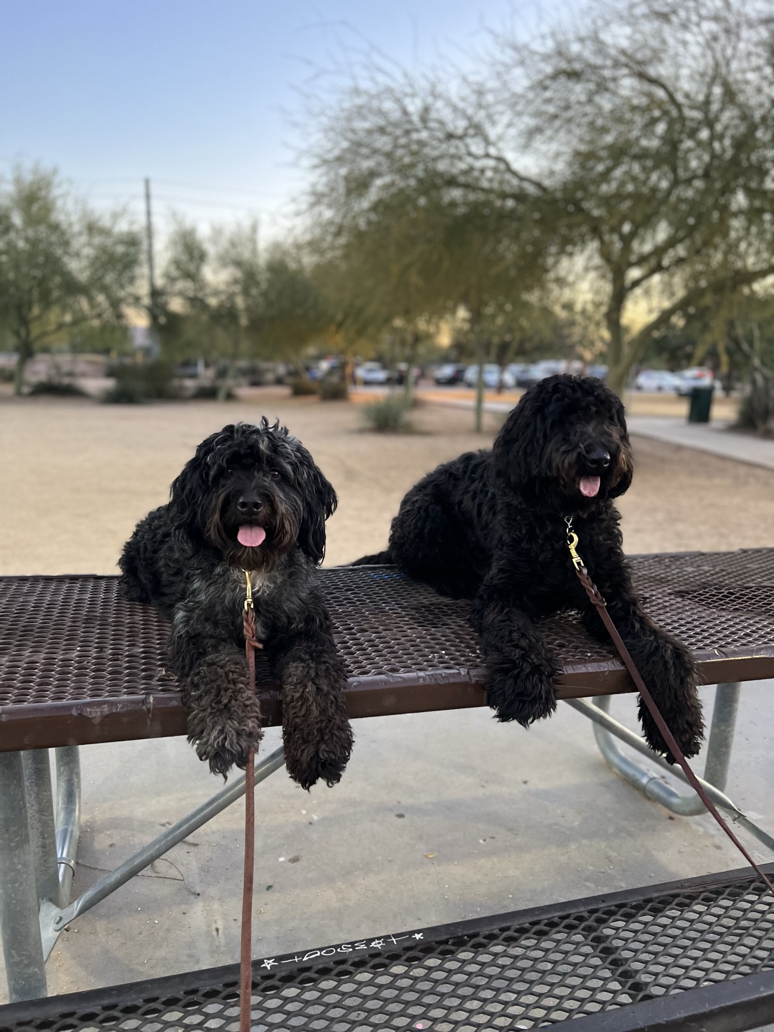 About Us - Cave Creek K9 | Dog Training | Rodd Proctor