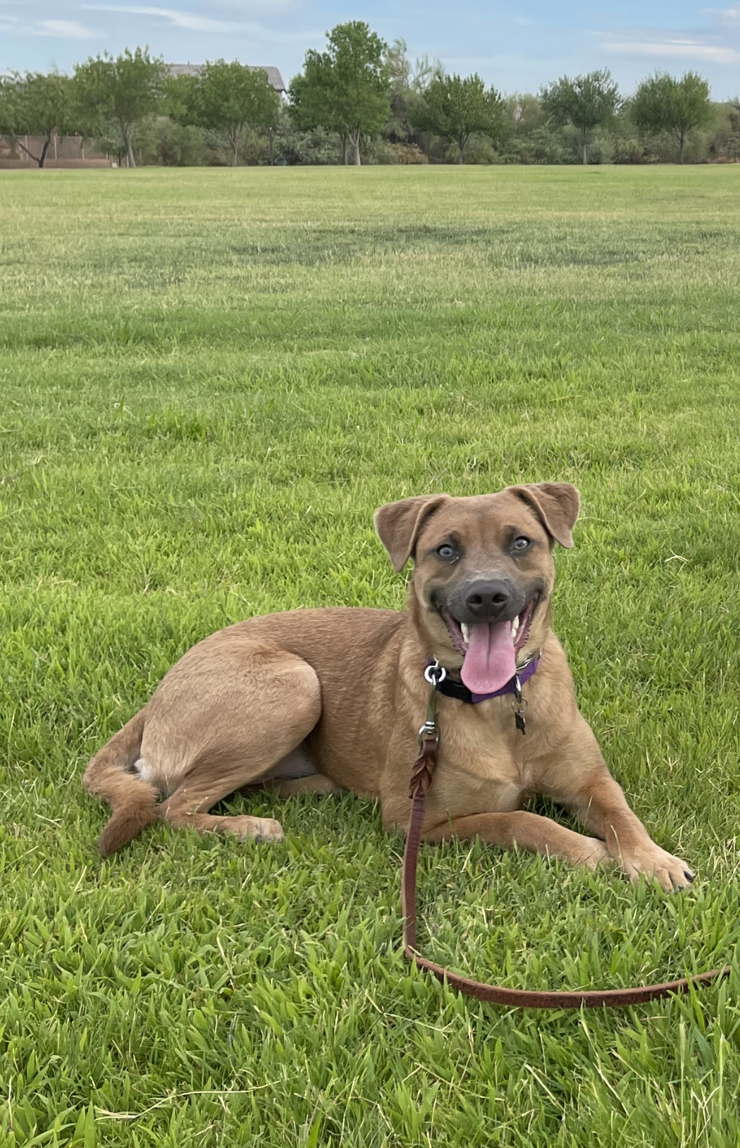 About Us - Cave Creek K9 | Dog Training | Rodd Proctor