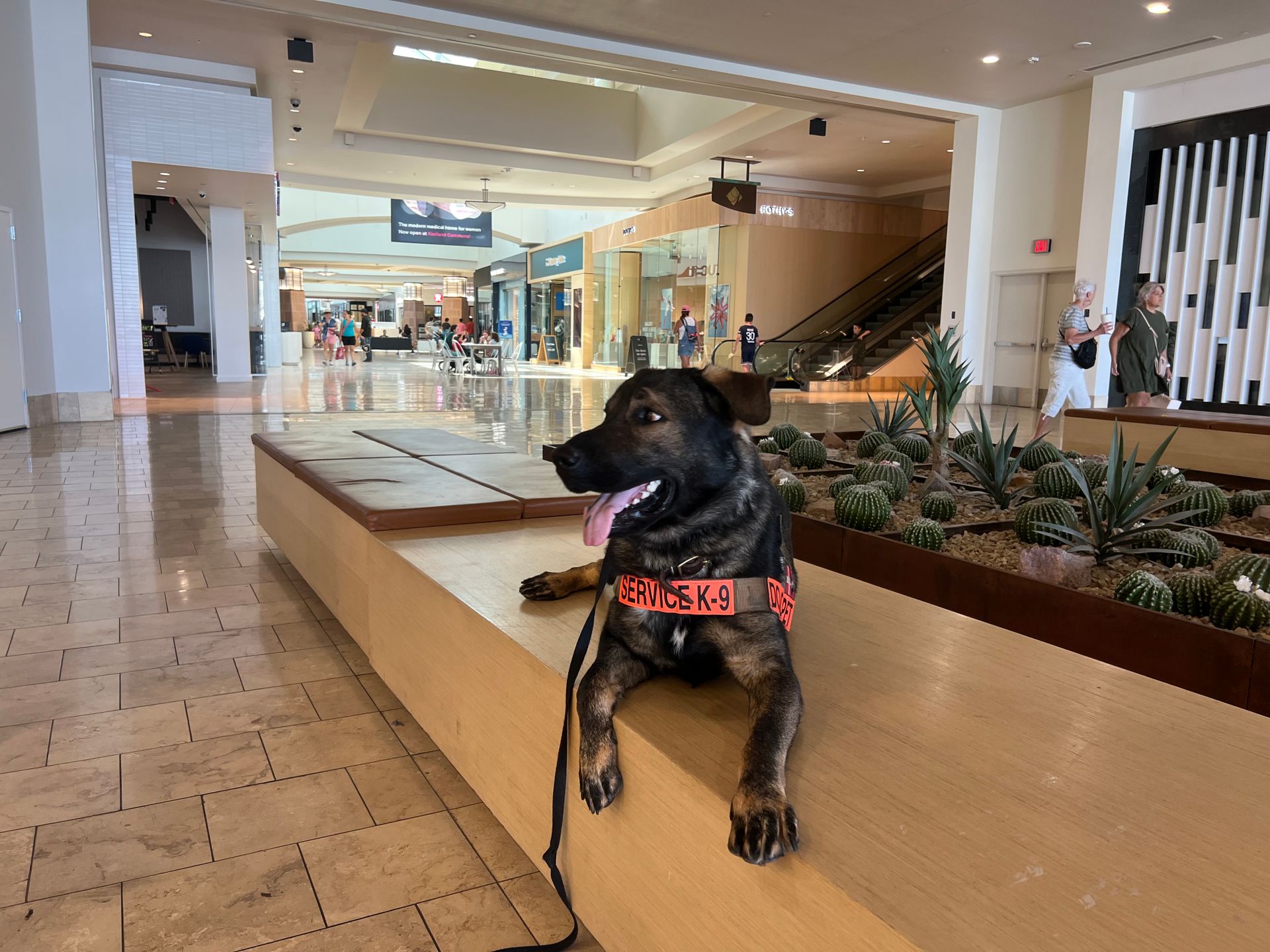 About Us - Cave Creek K9 | Dog Training | Rodd Proctor