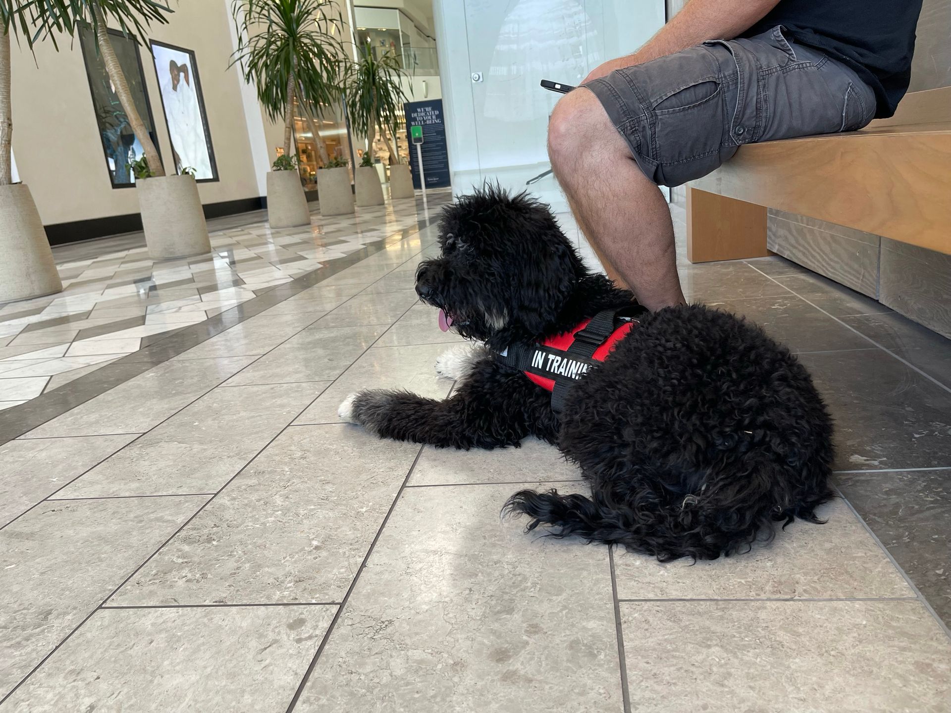 About Us - Cave Creek K9 | Dog Training | Rodd Proctor