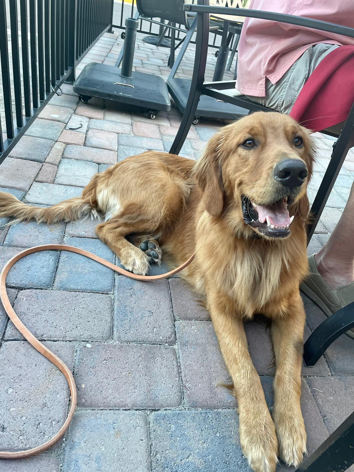 About Us - Cave Creek K9 | Dog Training | Rodd Proctor