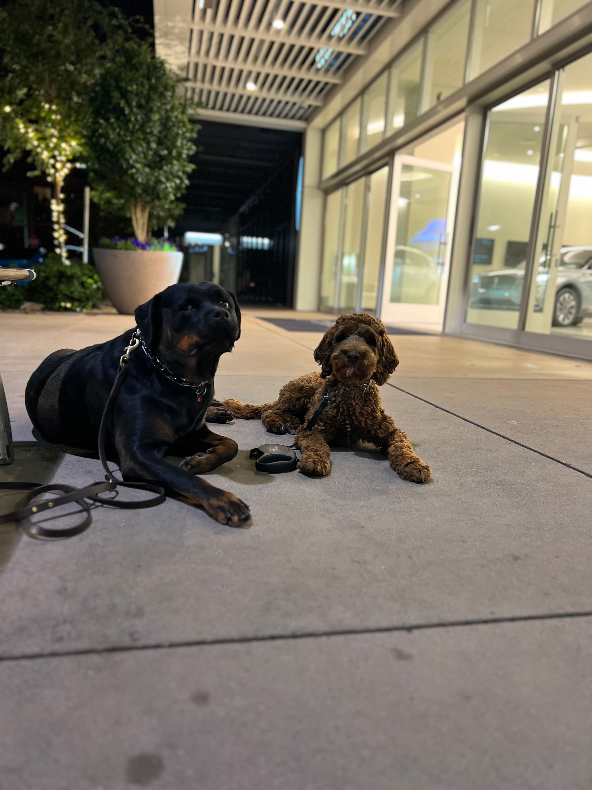 About Us - Cave Creek K9 | Dog Training | Rodd Proctor