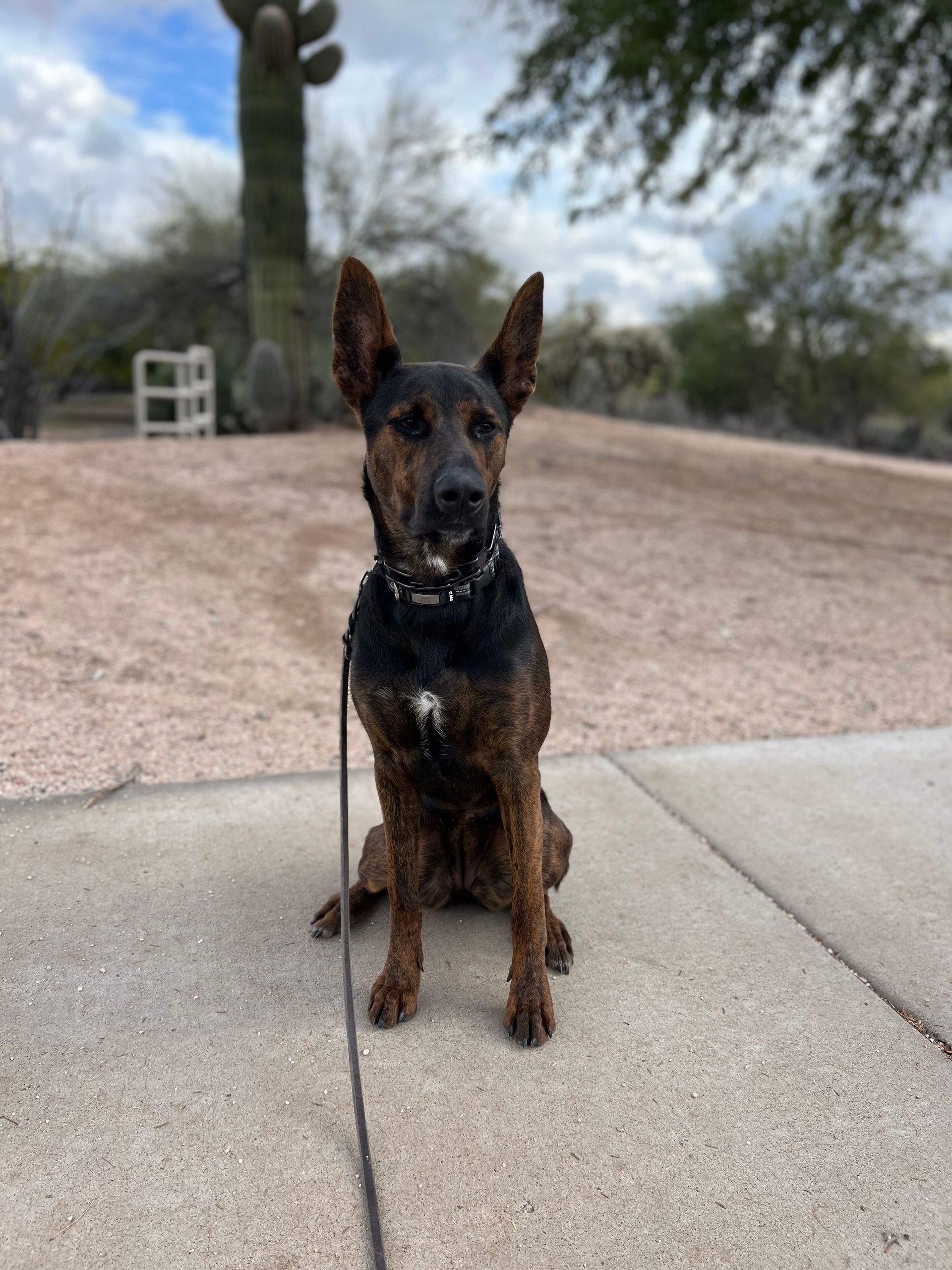 About Us - Cave Creek K9 | Dog Training | Rodd Proctor