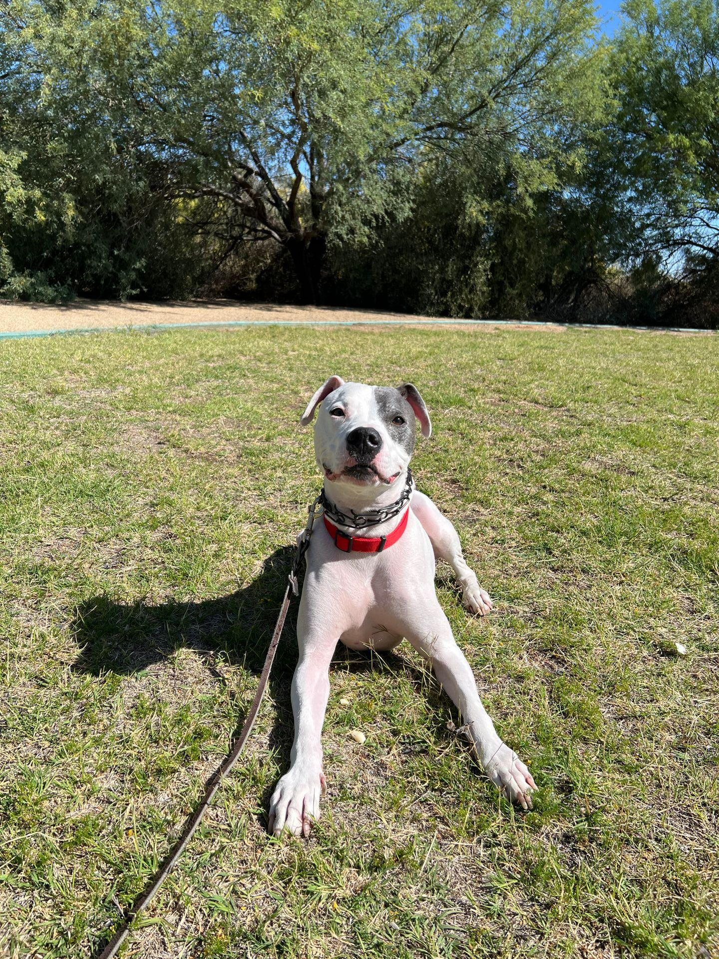 About Us - Cave Creek K9 | Dog Training | Rodd Proctor