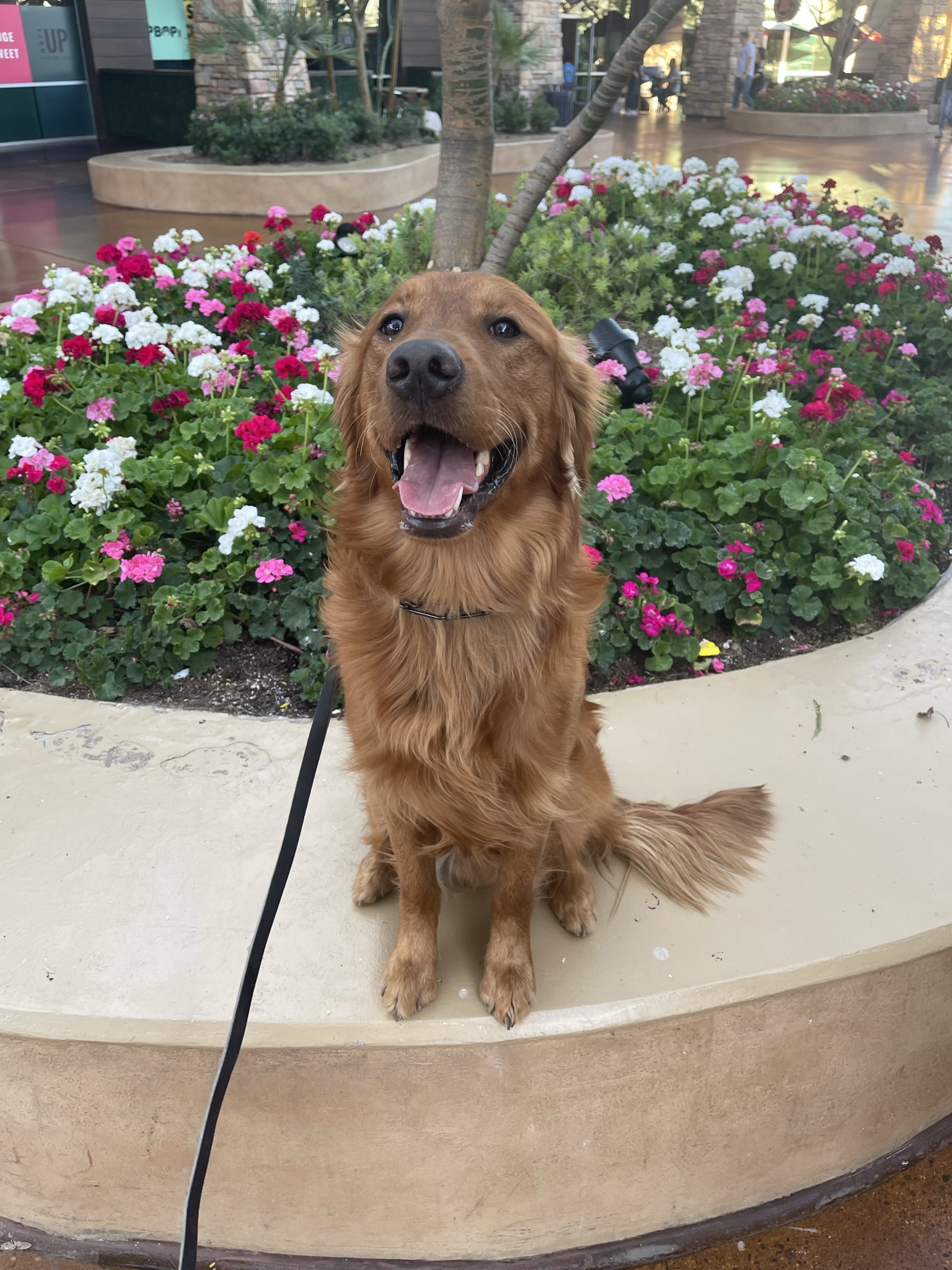 About Us - Cave Creek K9 | Dog Training | Rodd Proctor