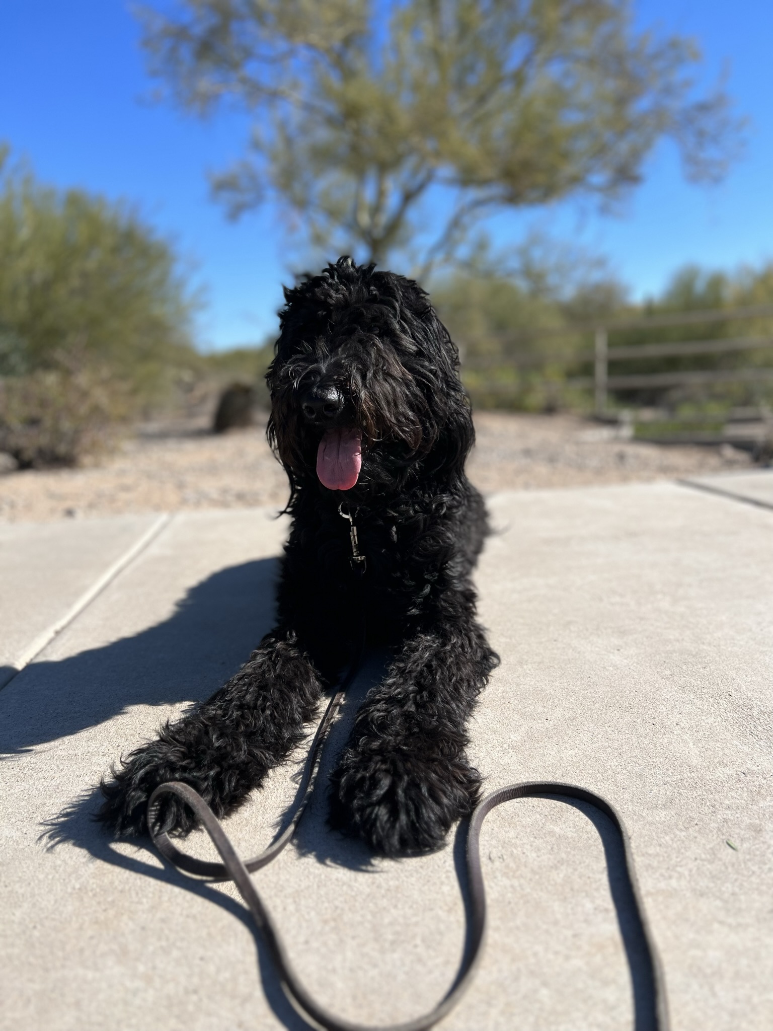 About Us - Cave Creek K9 | Dog Training | Rodd Proctor