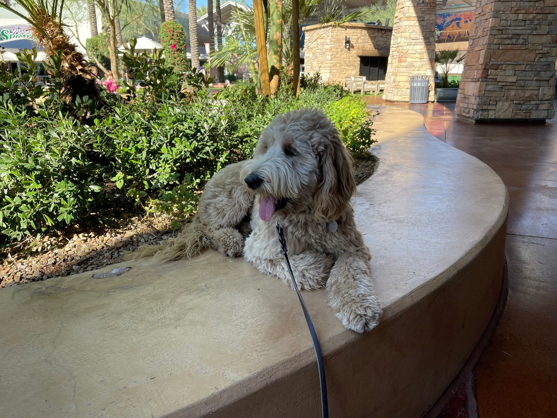 About Us - Cave Creek K9 | Dog Training | Rodd Proctor