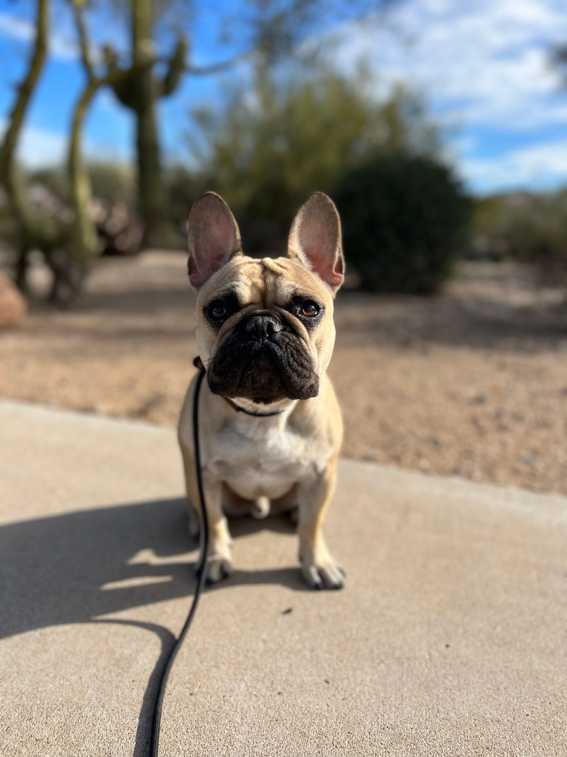About Us - Cave Creek K9 | Dog Training | Rodd Proctor