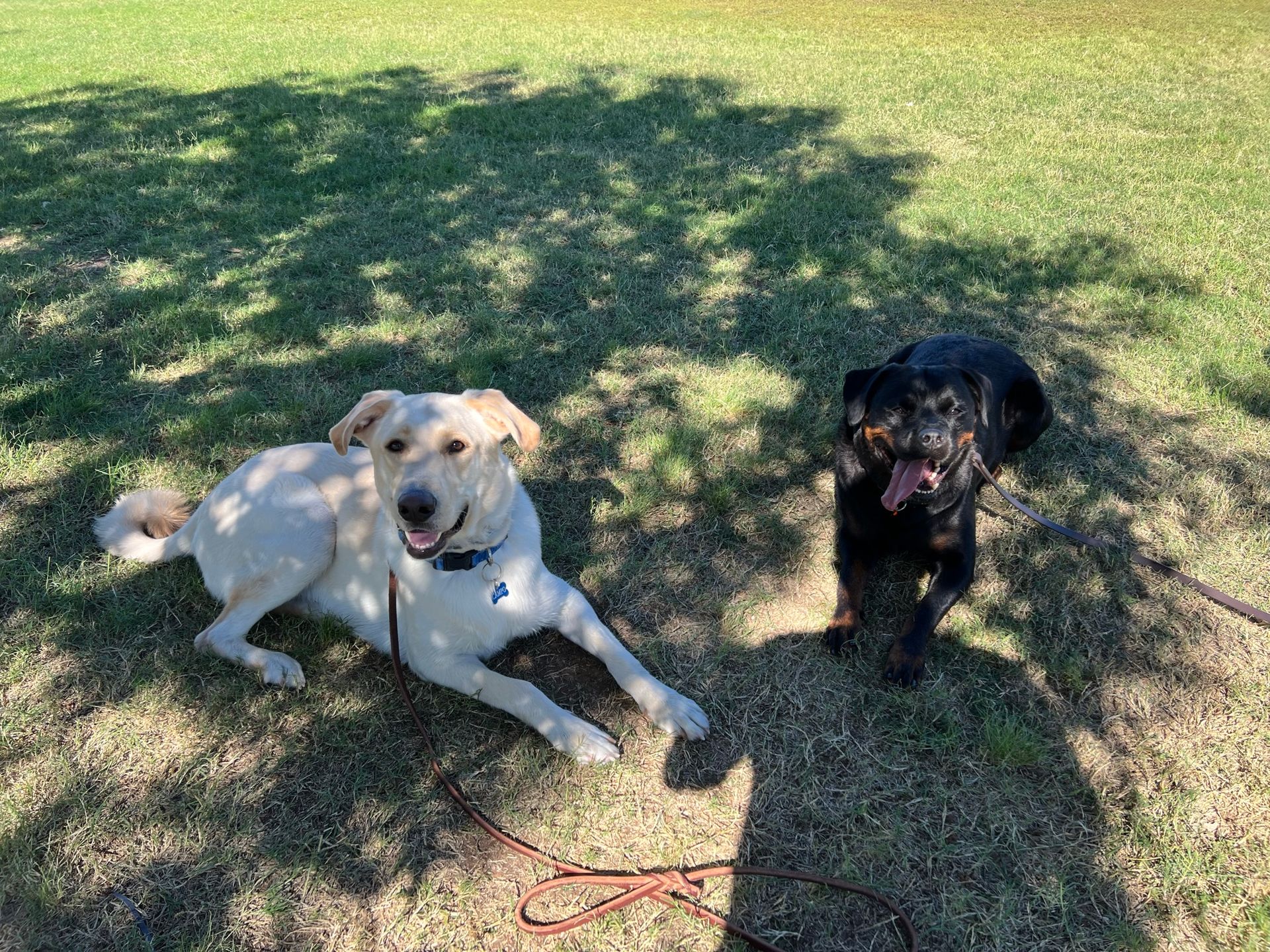 About Us - Cave Creek K9 | Dog Training | Rodd Proctor