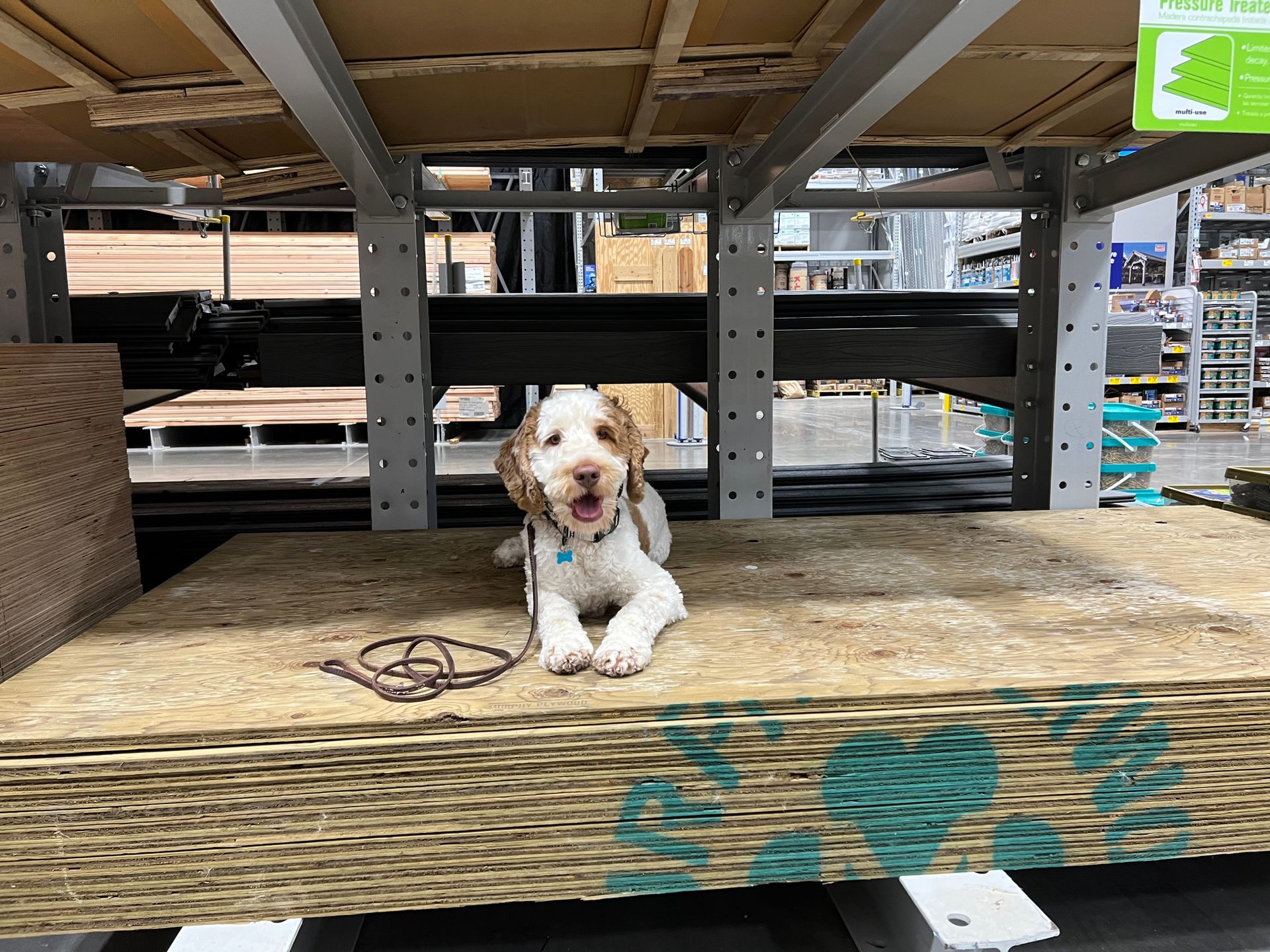 About Us - Cave Creek K9 | Dog Training | Rodd Proctor