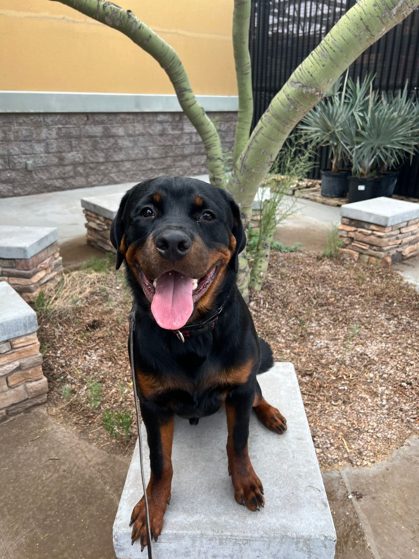 About Us - Cave Creek K9 | Dog Training | Rodd Proctor
