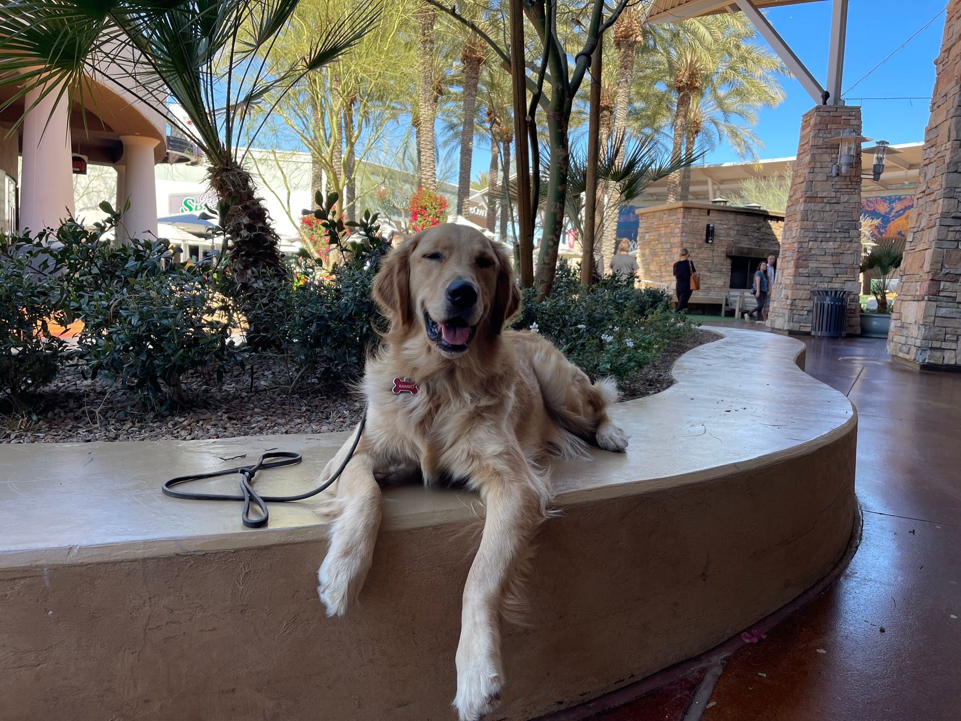 About Us - Cave Creek K9 | Dog Training | Rodd Proctor