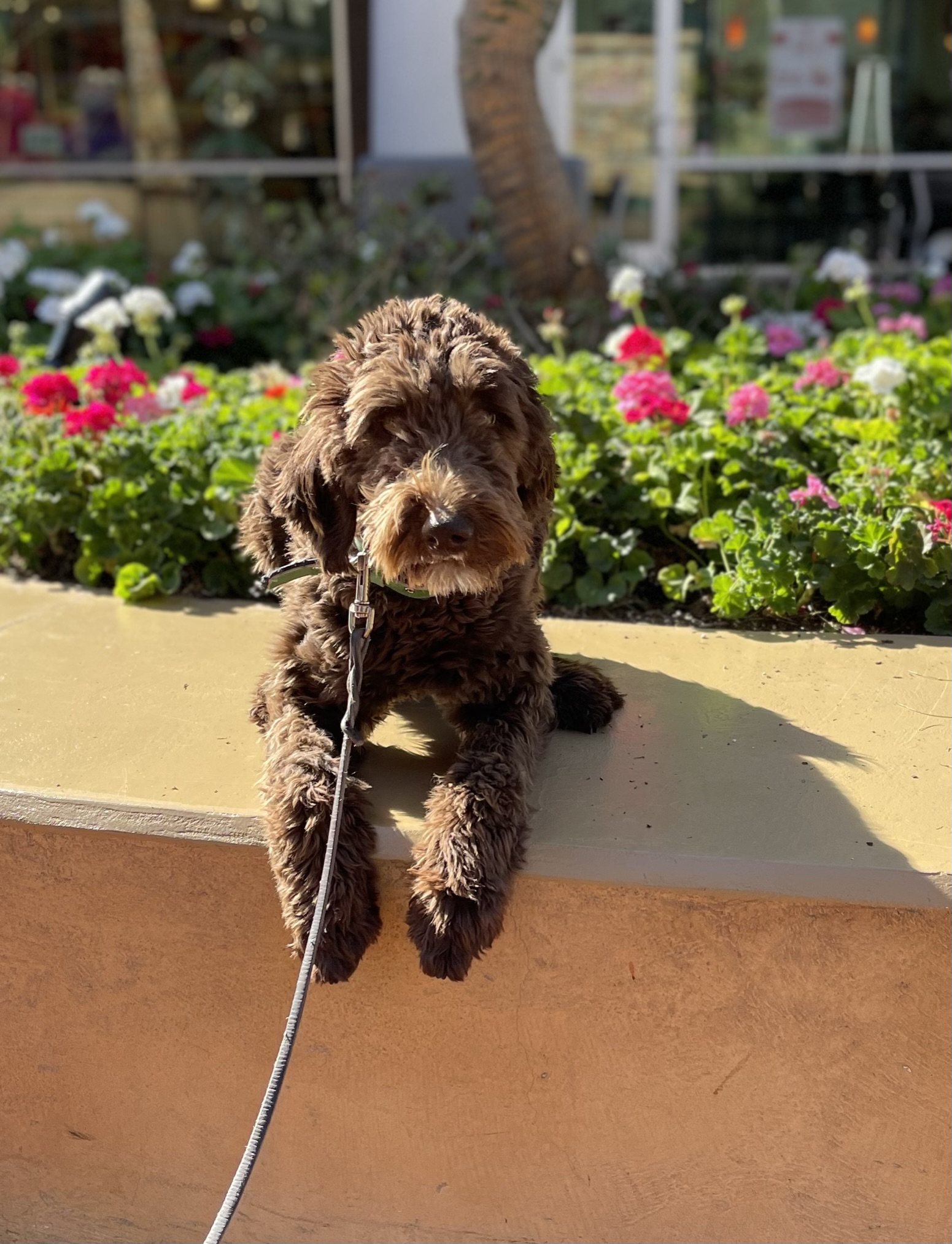 About Us - Cave Creek K9 | Dog Training | Rodd Proctor