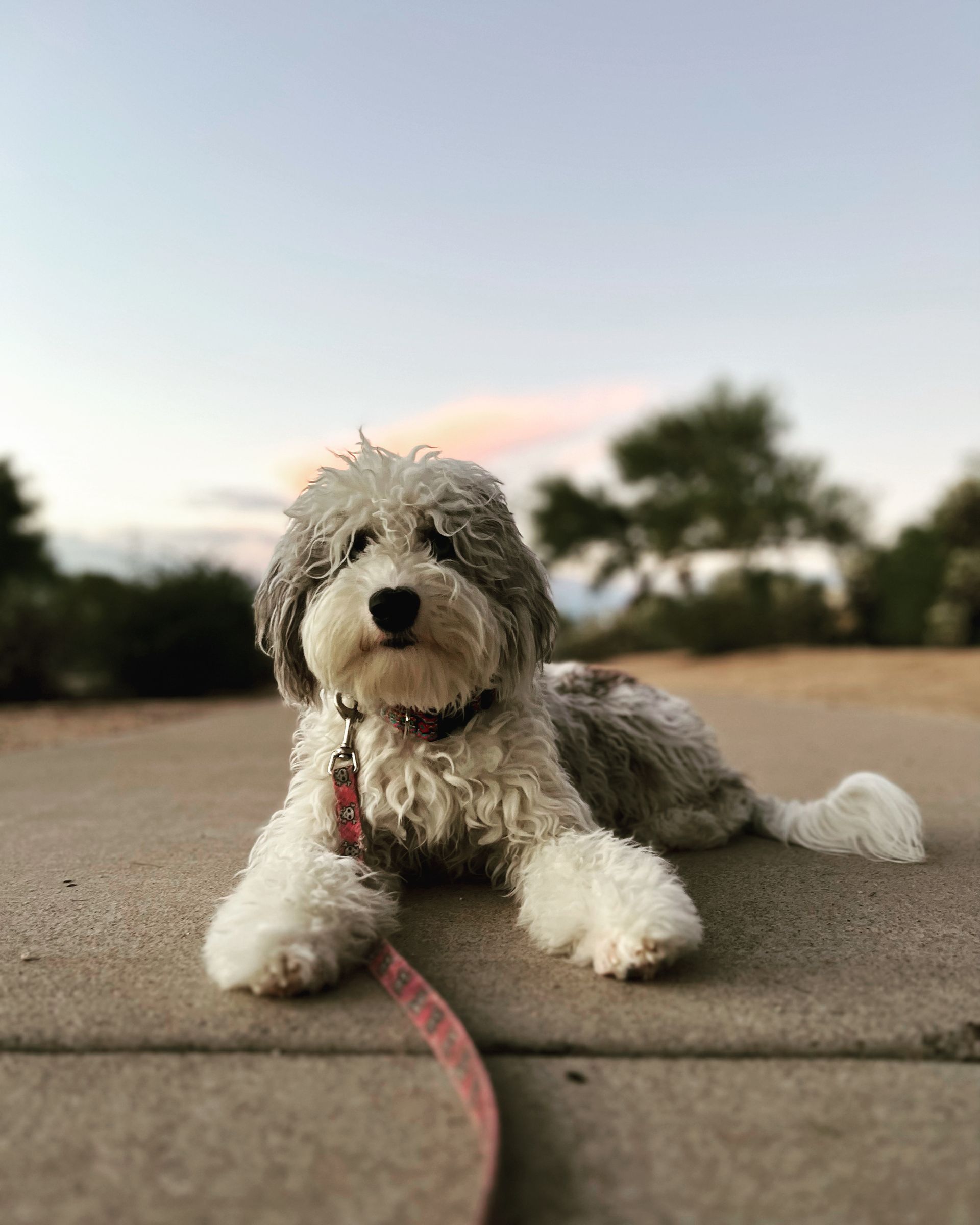 About Us - Cave Creek K9 | Dog Training | Rodd Proctor