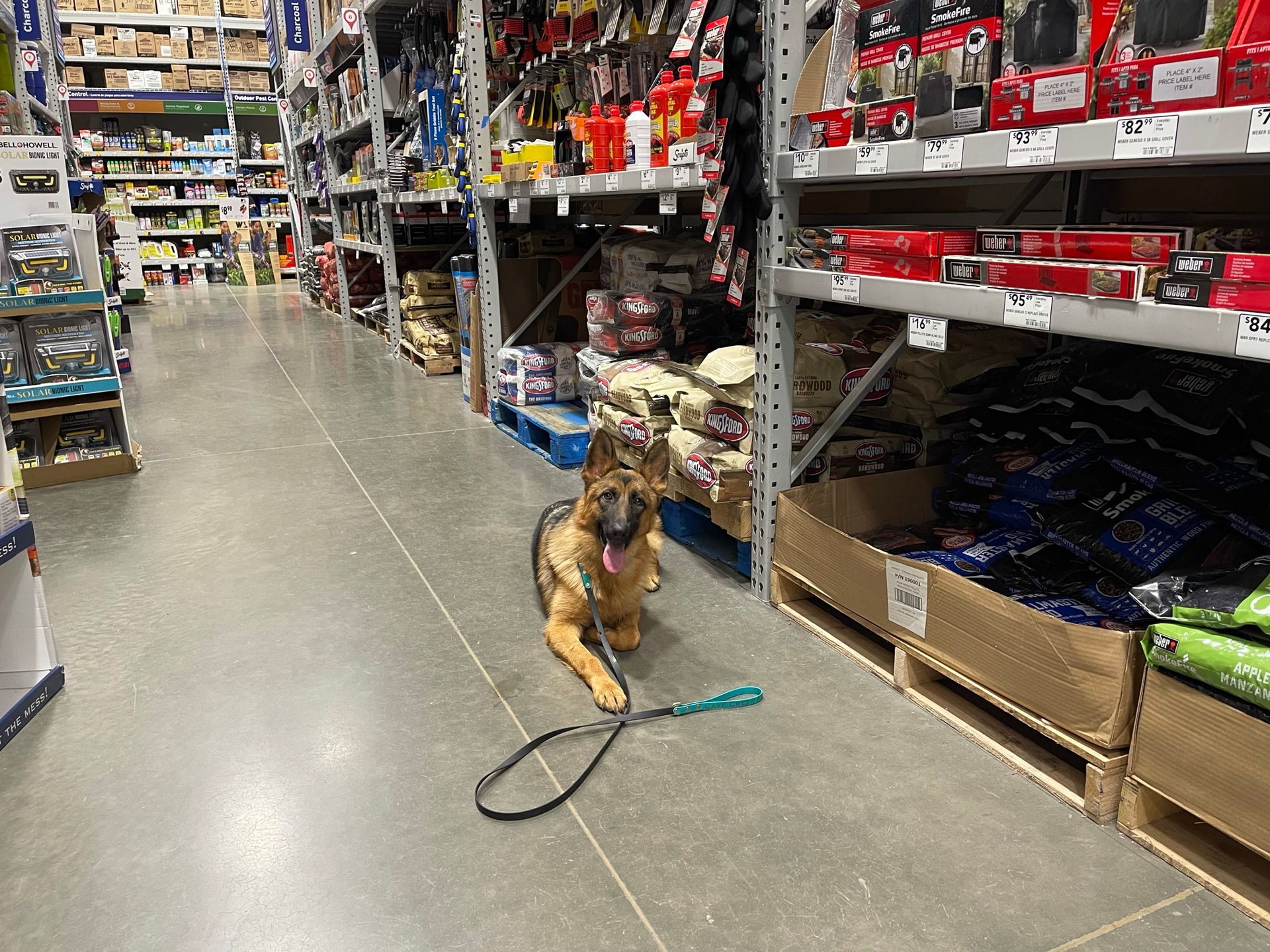 About Us - Cave Creek K9 | Dog Training | Rodd Proctor