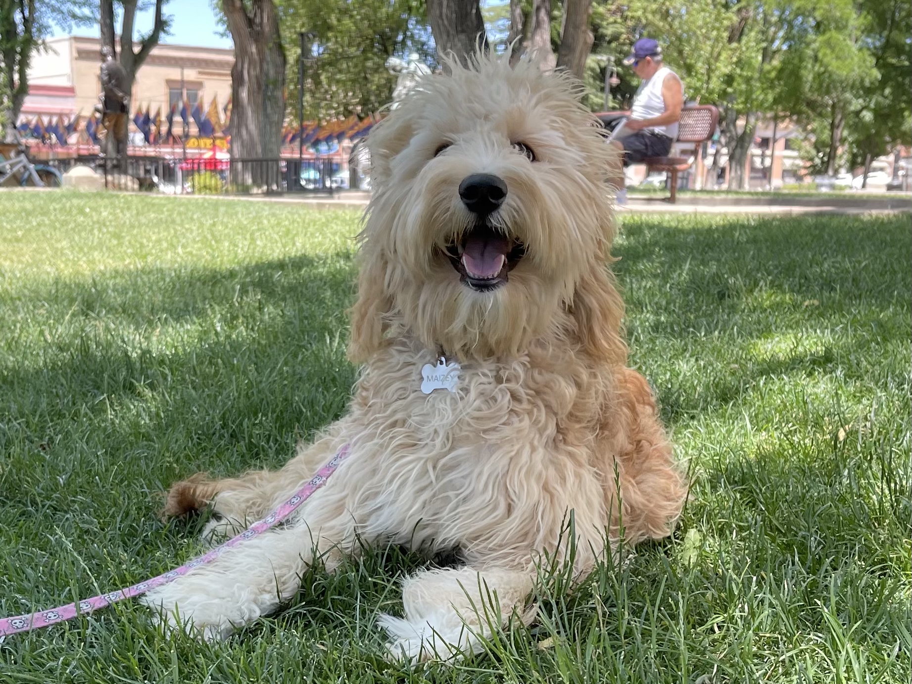 About Us - Cave Creek K9 | Dog Training | Rodd Proctor