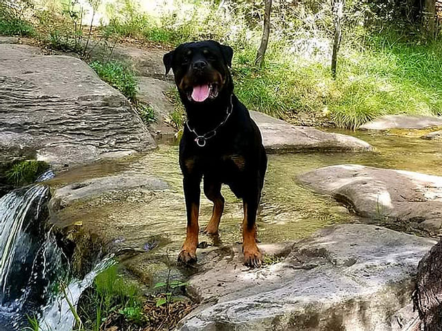 About Us - Cave Creek K9 | Dog Training | Rodd Proctor