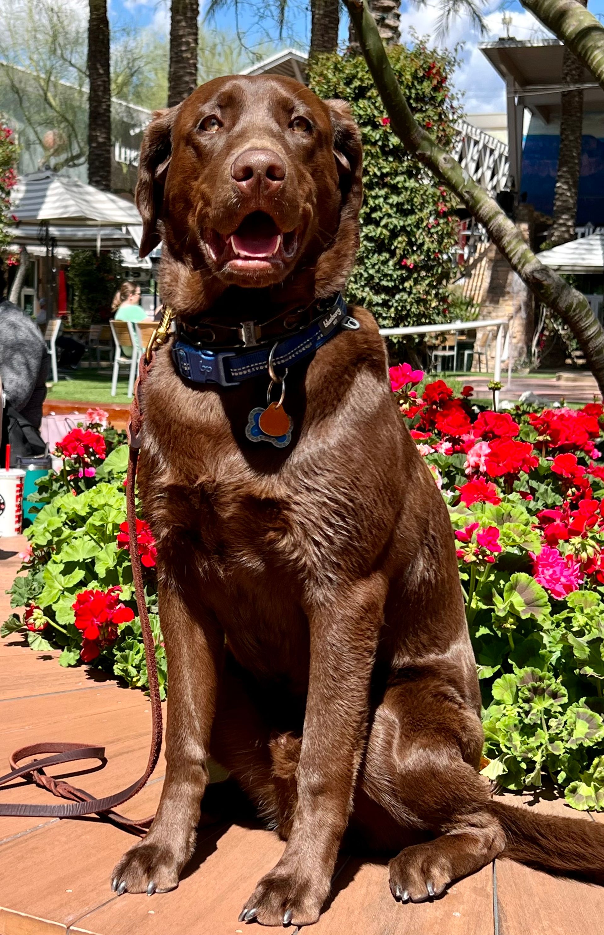 About Us | Cave Creek K9 | Dog Training | Rodd Proctor