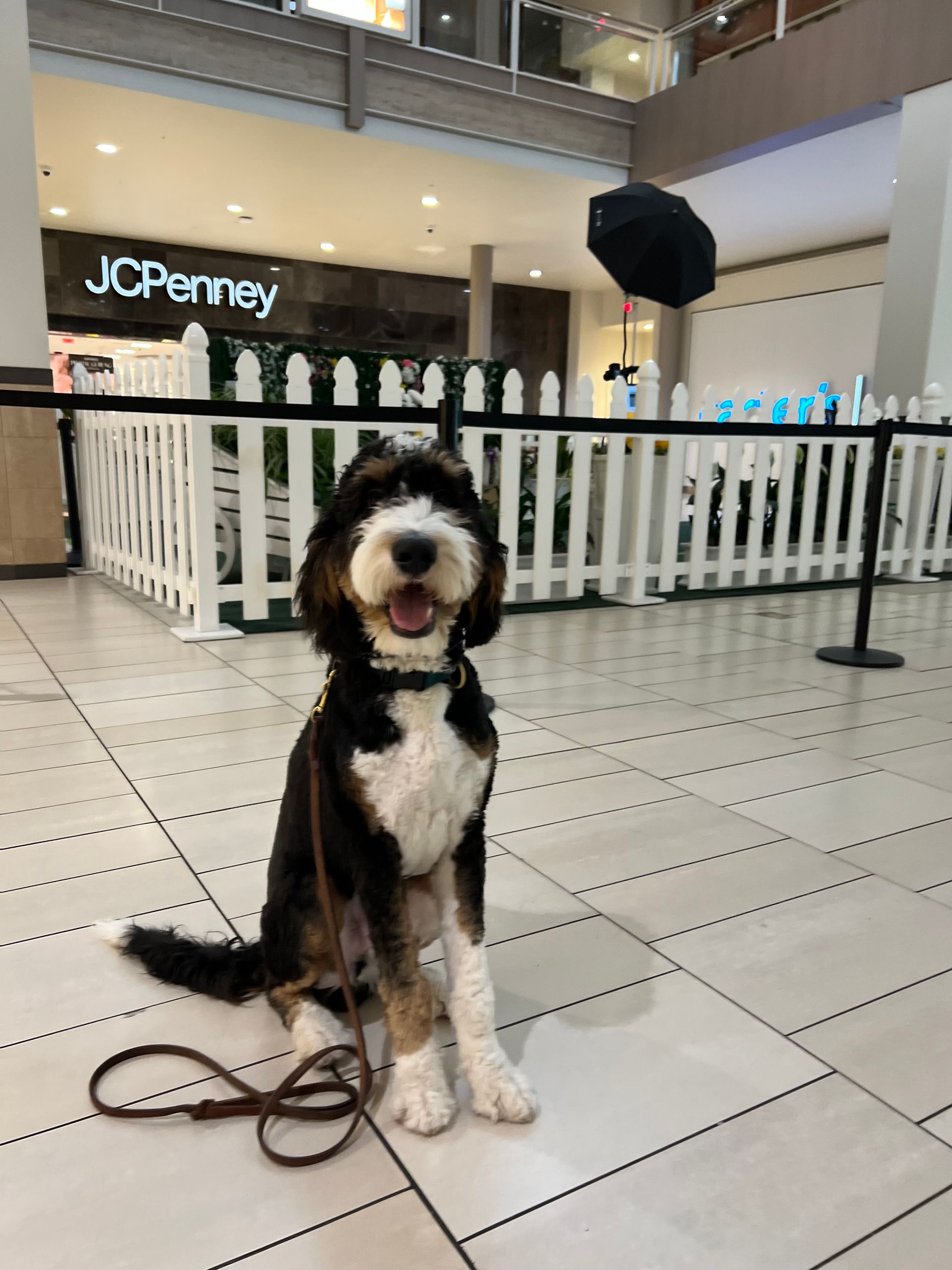 About Us | Cave Creek K9 | Dog Training | Rodd Proctor