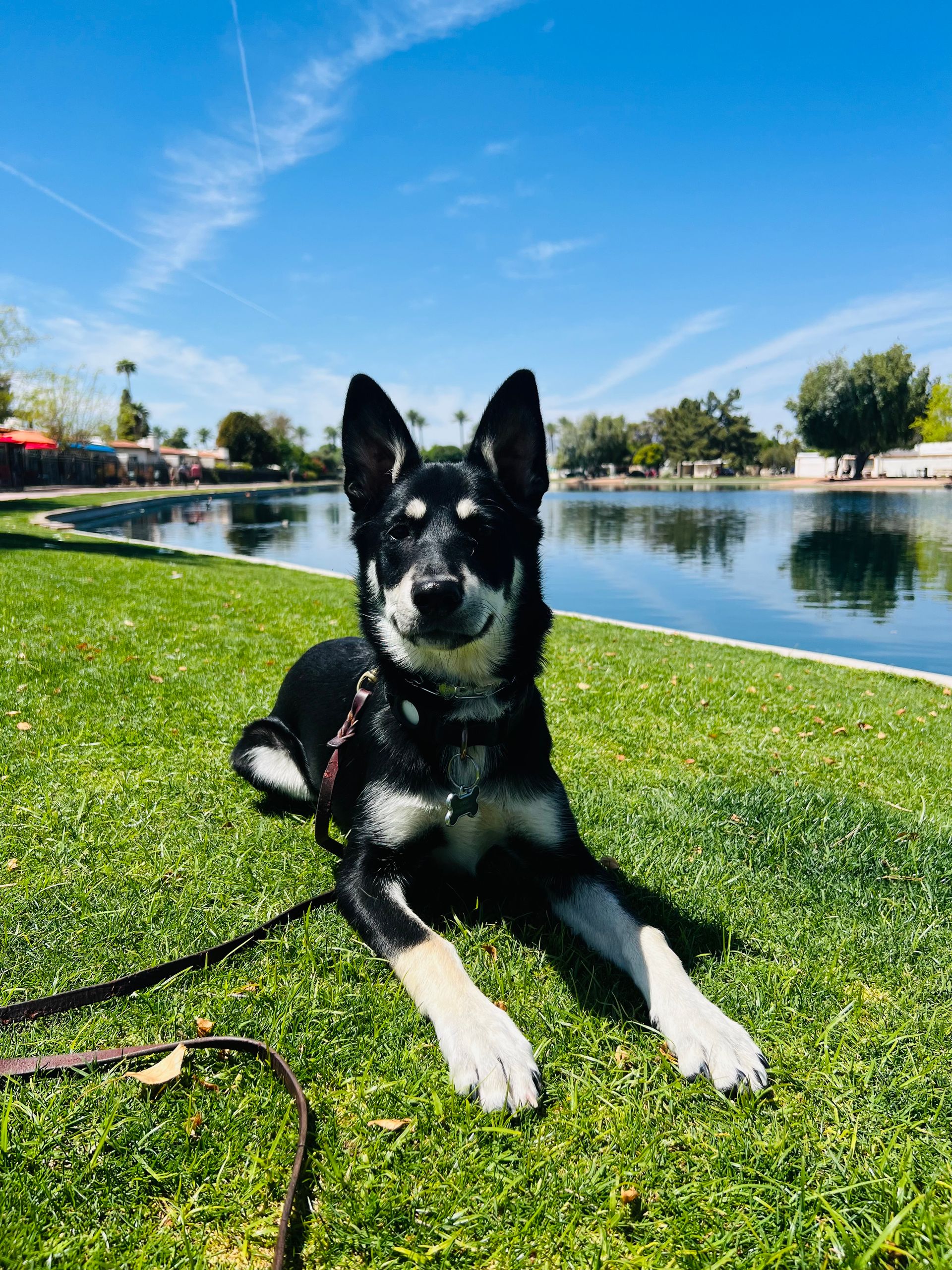 About Us - Cave Creek K9 | Dog Training | Rodd Proctor