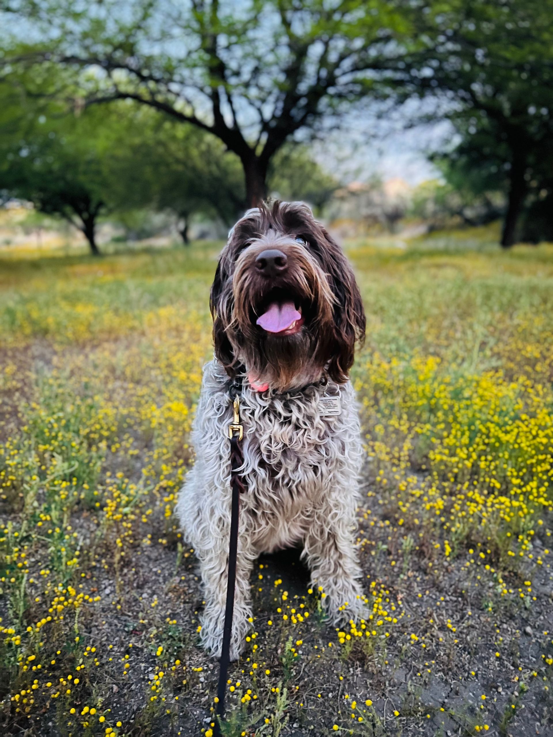 About Us | Cave Creek K9 | Dog Training | Rodd Proctor