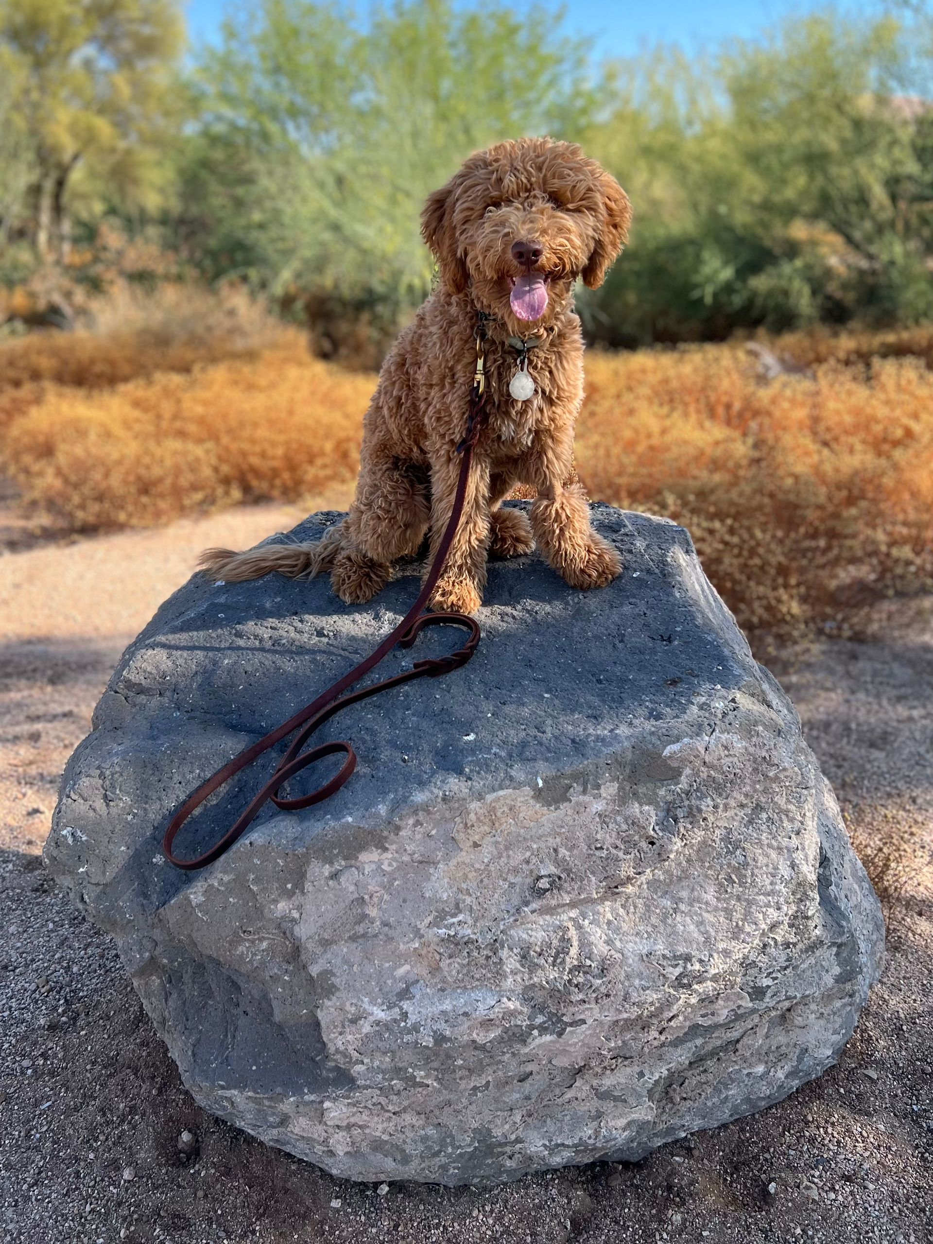 About Us - Cave Creek K9 | Dog Training | Rodd Proctor