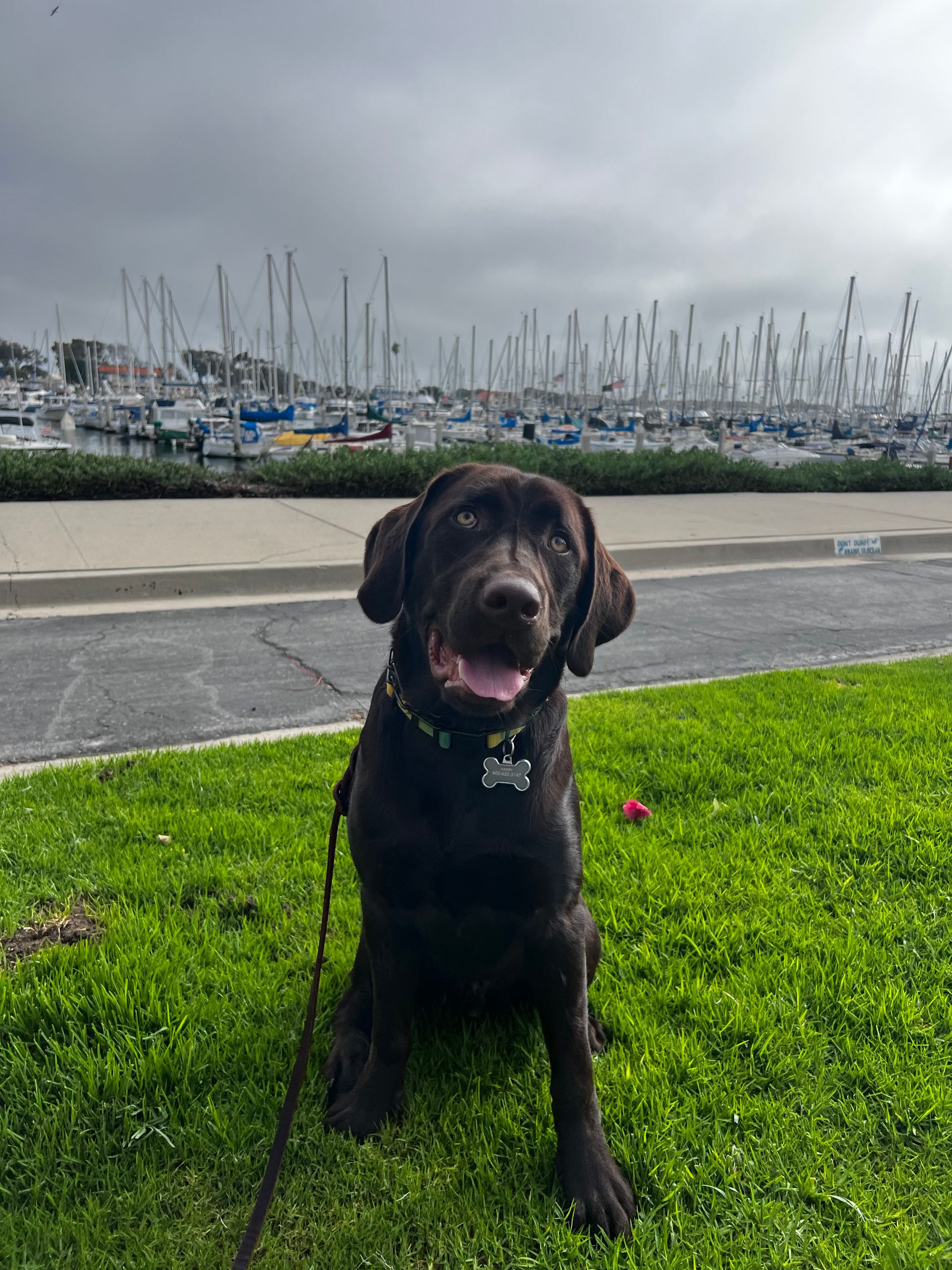 About Us - Cave Creek K9 | Dog Training | Rodd Proctor