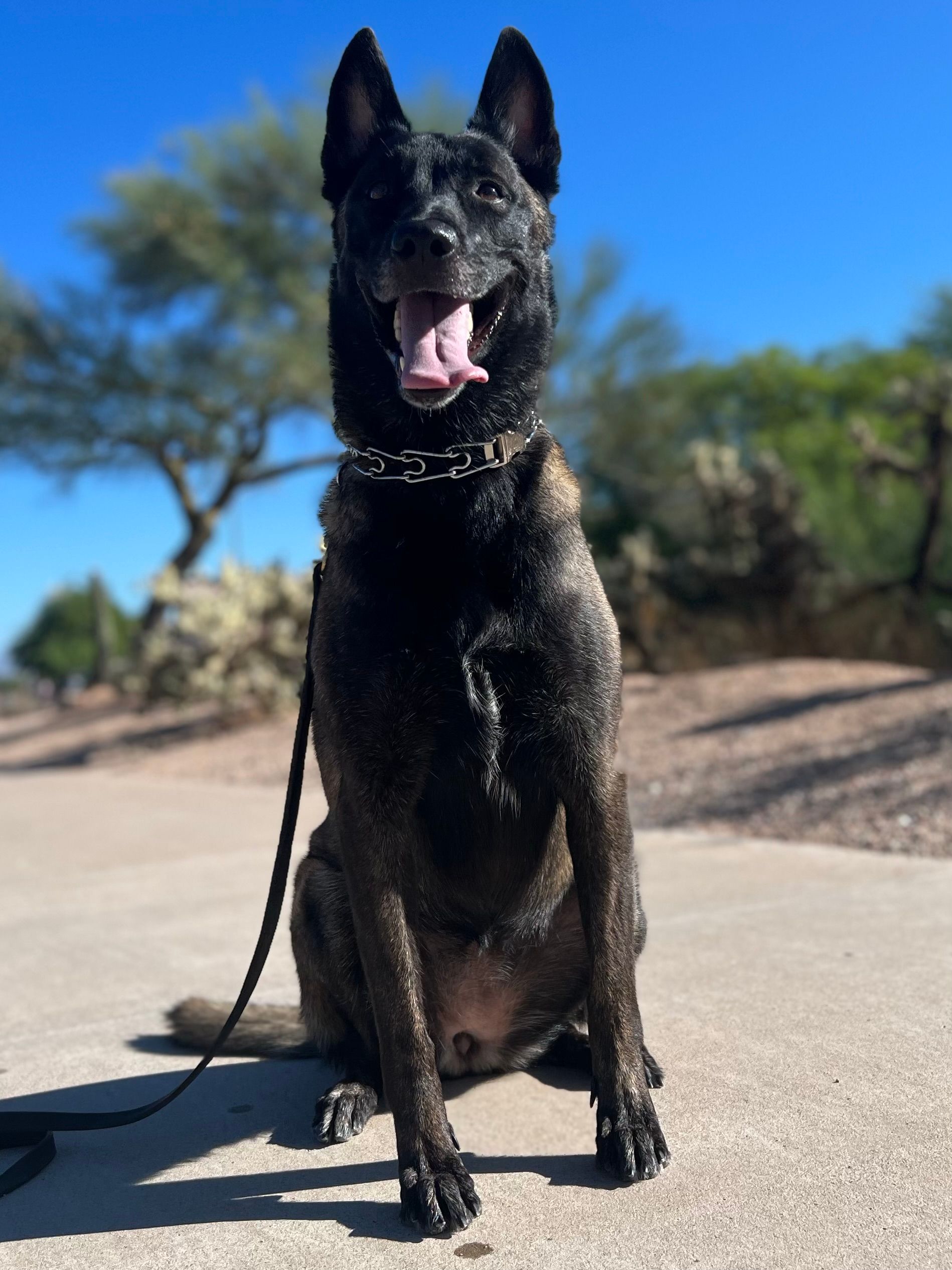 About Us - Cave Creek K9 | Dog Training | Rodd Proctor