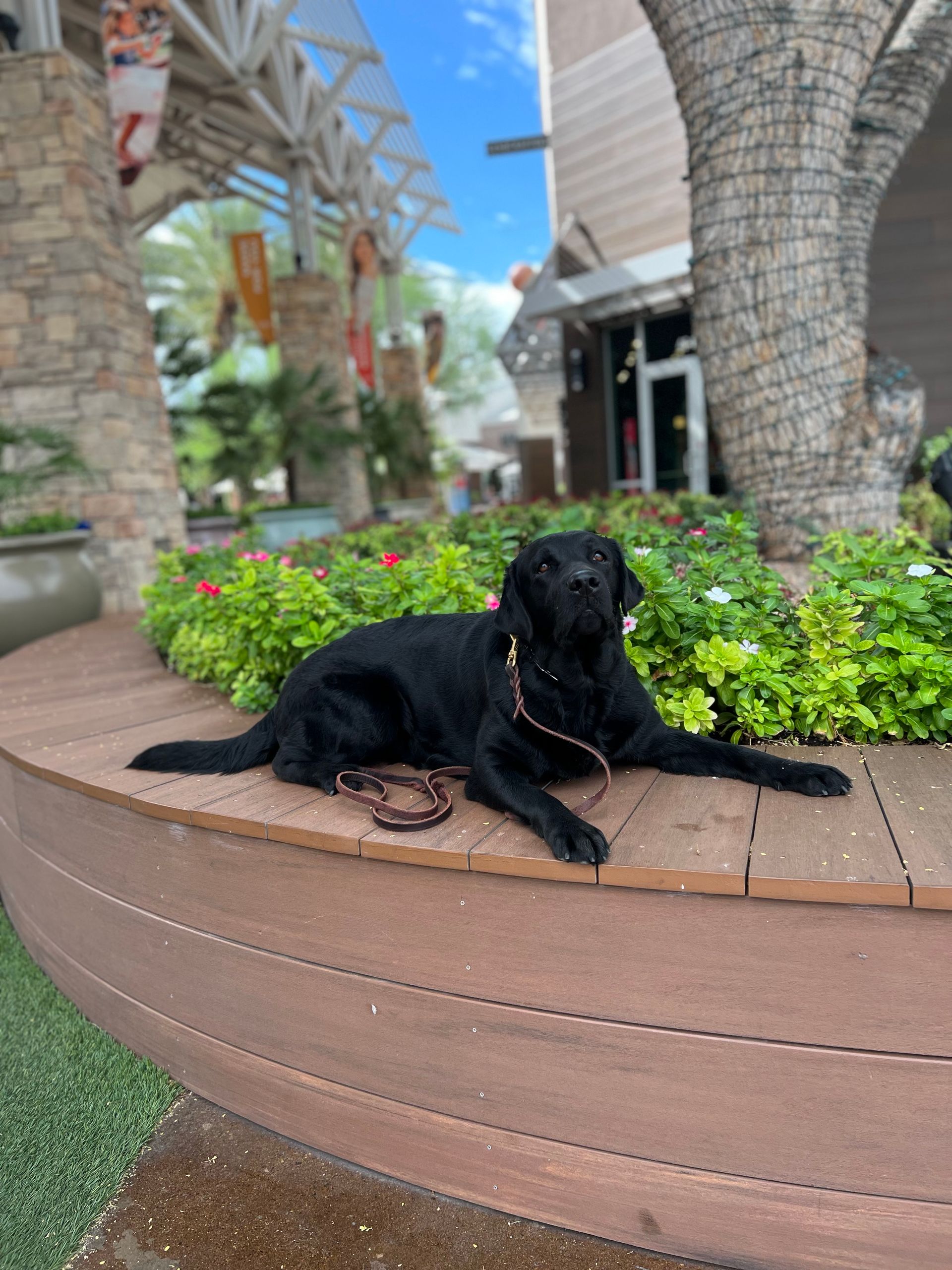 About Us - Cave Creek K9 | Dog Training | Rodd Proctor