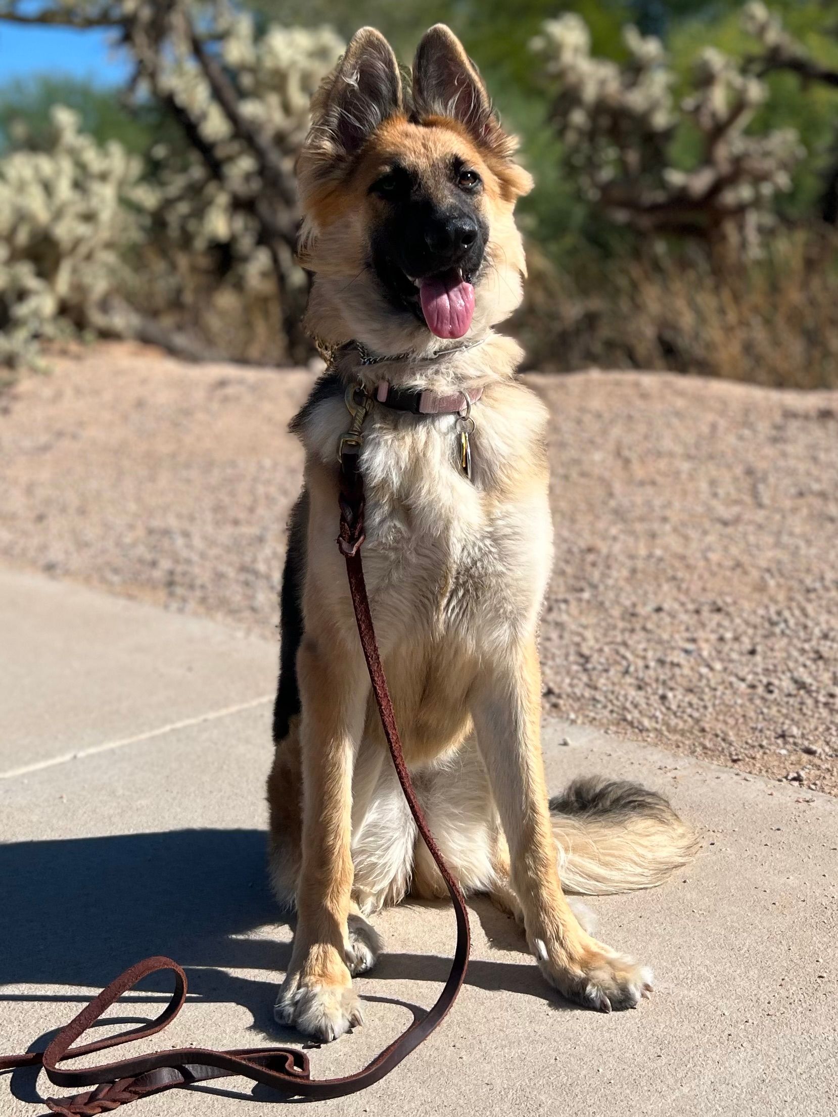About Us - Cave Creek K9 | Dog Training | Rodd Proctor