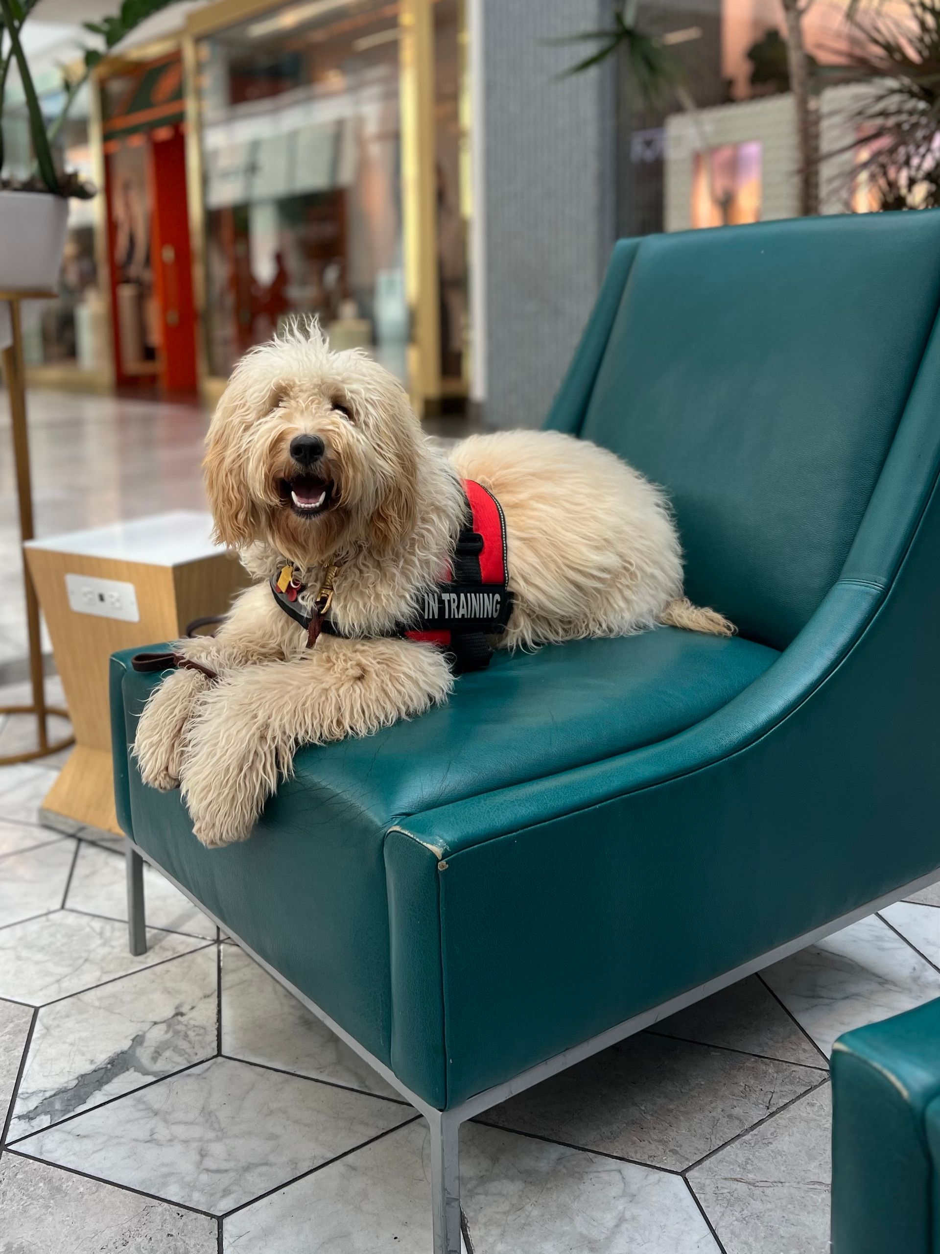 About Us - Cave Creek K9 | Dog Training | Rodd Proctor