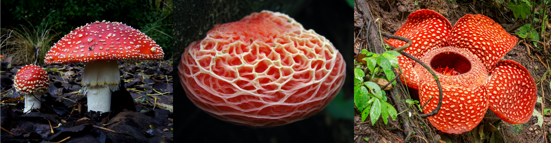 Fly Agaric Coloration