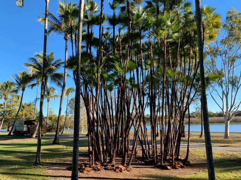 Tree Cutting Services in Rockhampton | Troy Weier Tree Service