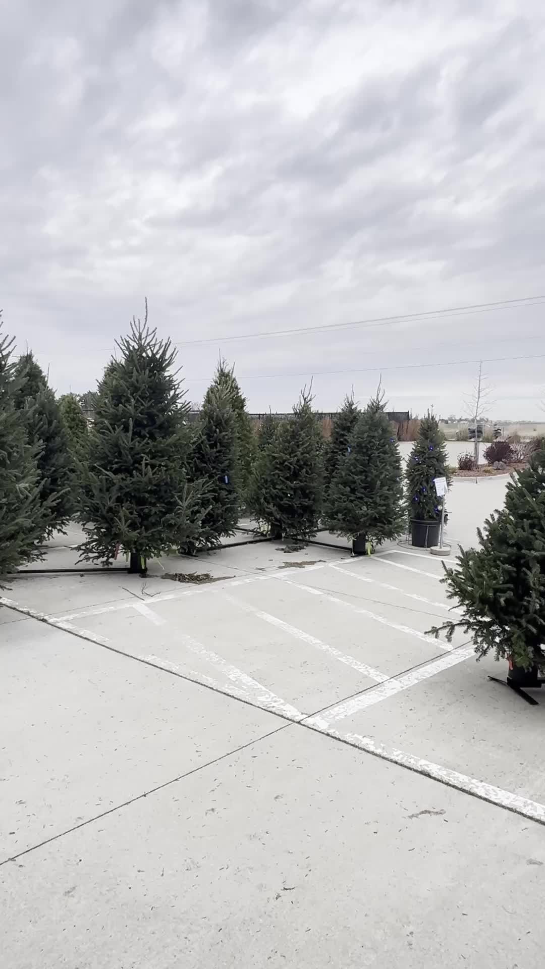 Bentley Ridge Tree Farm & Nursery | Grimes, IA | Garden Center