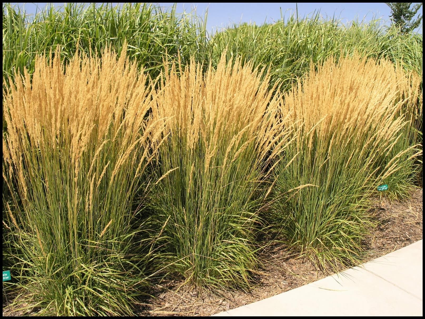 Grasses | Grimes, IA | Bentley Ridge Tree Farm & Nursery