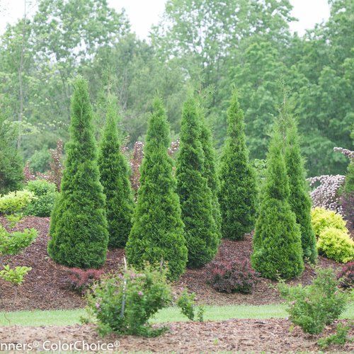 Evergreen Trees | Grimes, IA | Bentley Ridge Tree Farm & Nursery