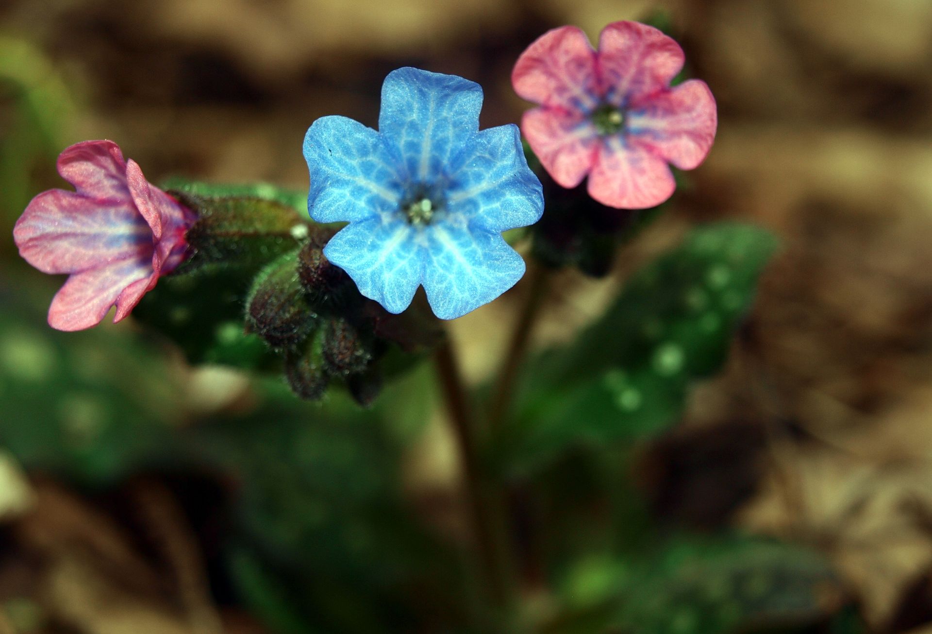 Freelton and Strabane United Churches