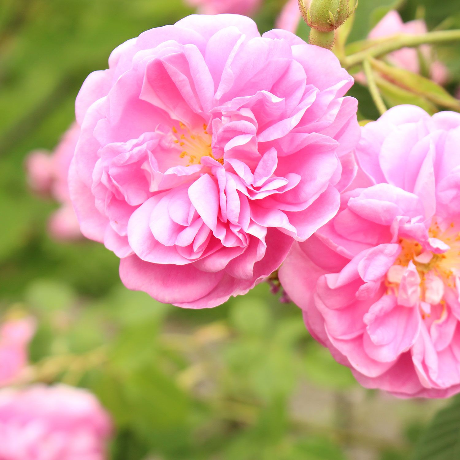 2442 T1 Carnauba Wax Kahl Carnauba Supplier UK H Foster