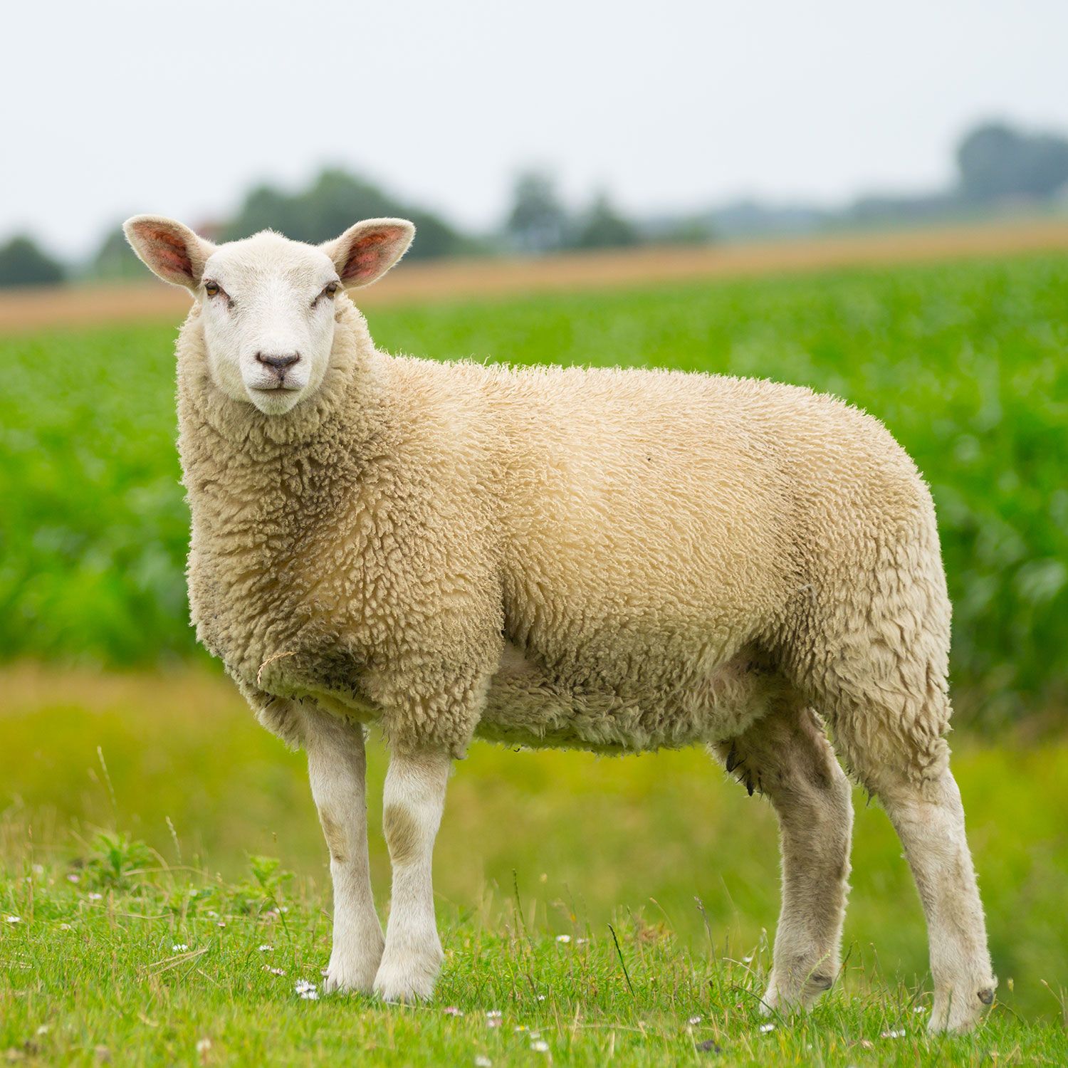 Grease & Lanolin Supplier Wholesaler UK