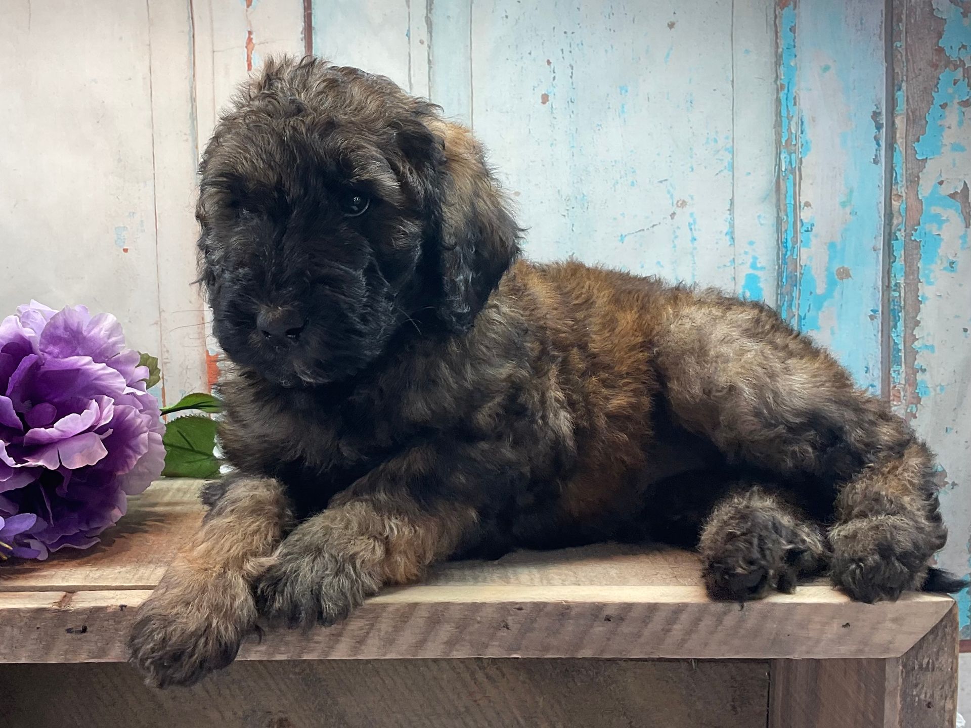 Schmidt Doodles and double doodles.