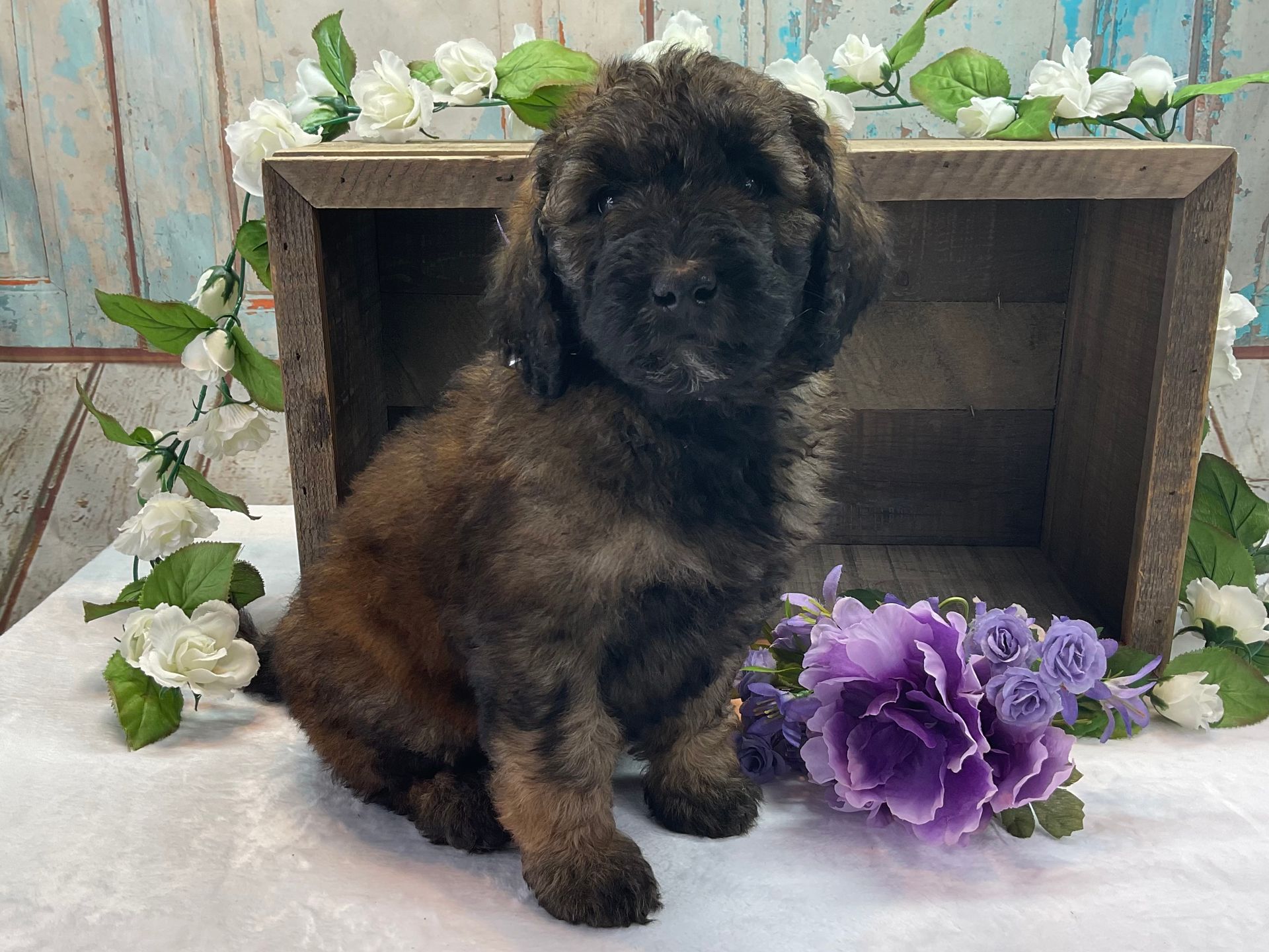 Schmidt Doodles and double doodles.