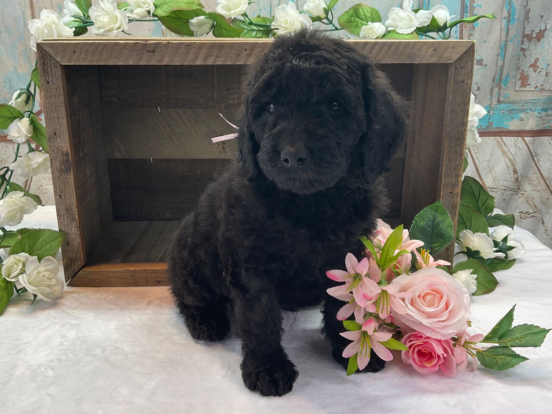 Schmidt Doodles and double doodles.