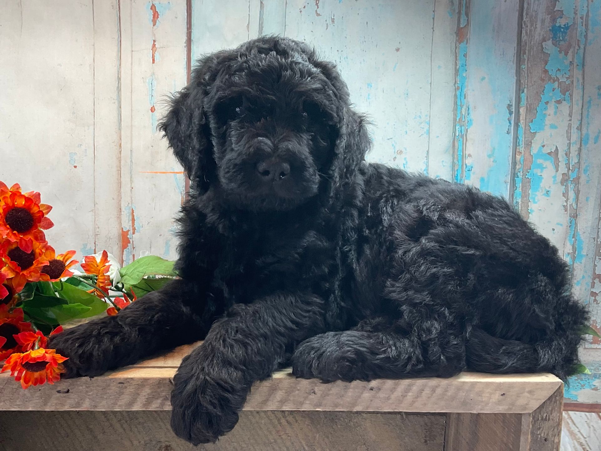 Schmidt Doodles and double doodles.