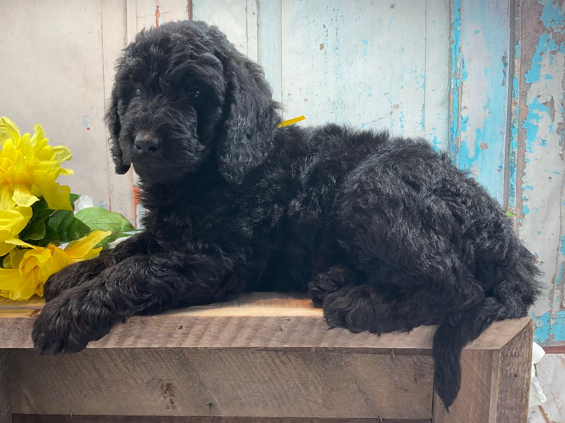 Schmidt Doodles and double doodles.