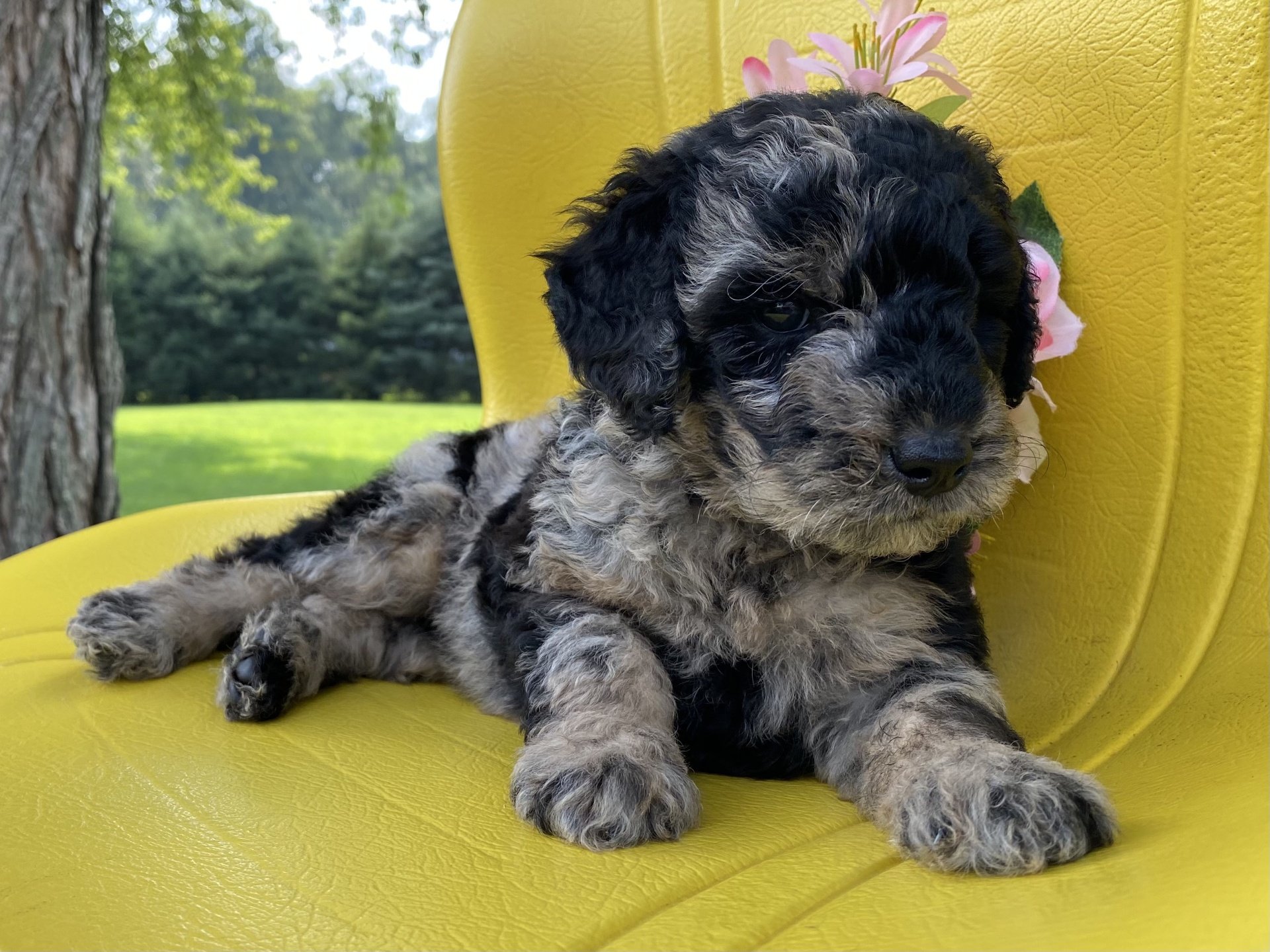 Schmidt Doodles and double doodles.